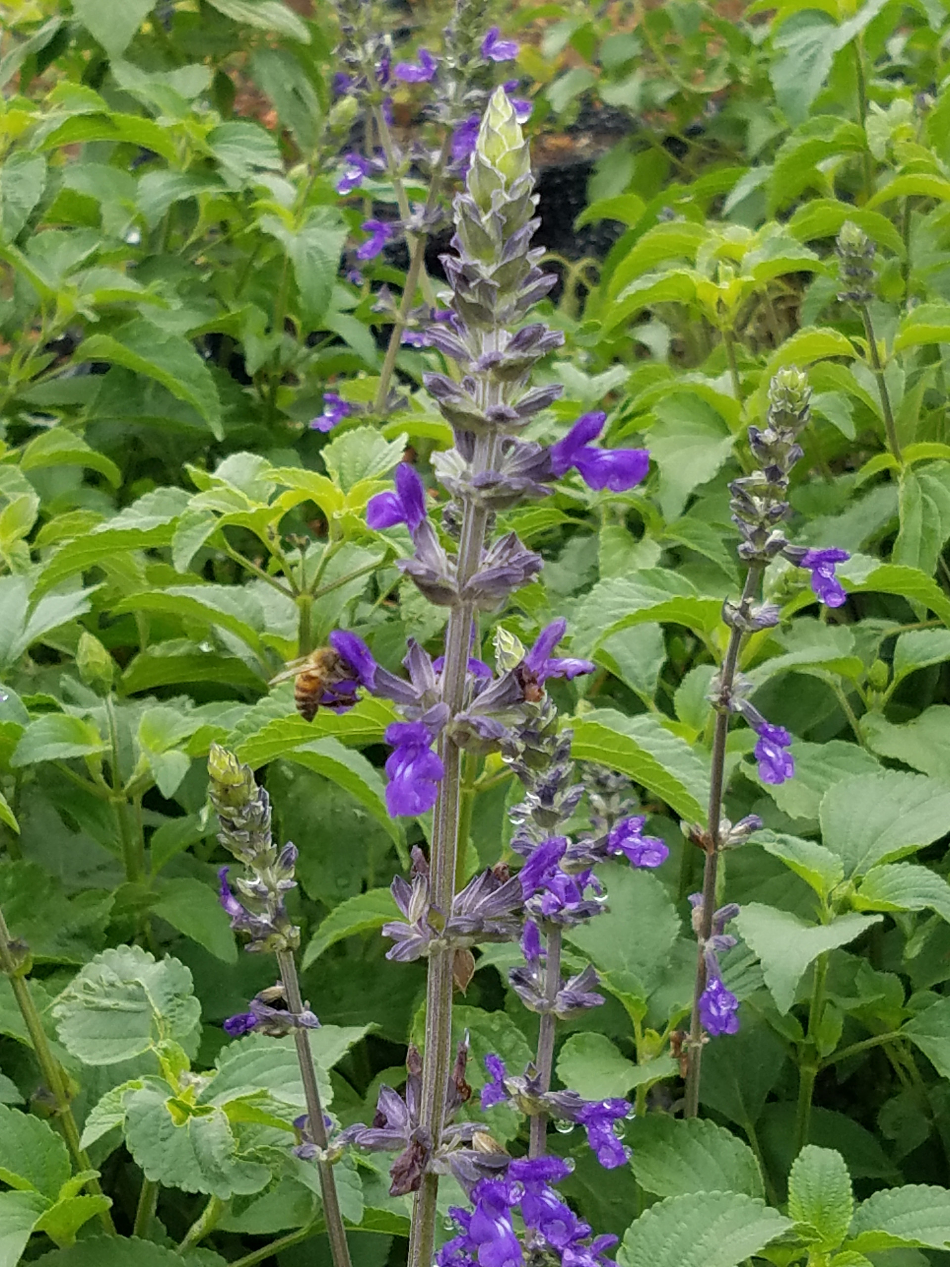 Salvia 'Mystic Spires' (Sage Selection)
