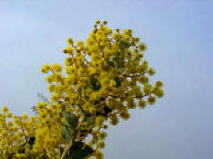 Acacia cultriformis (Knife-leaf Acacia)