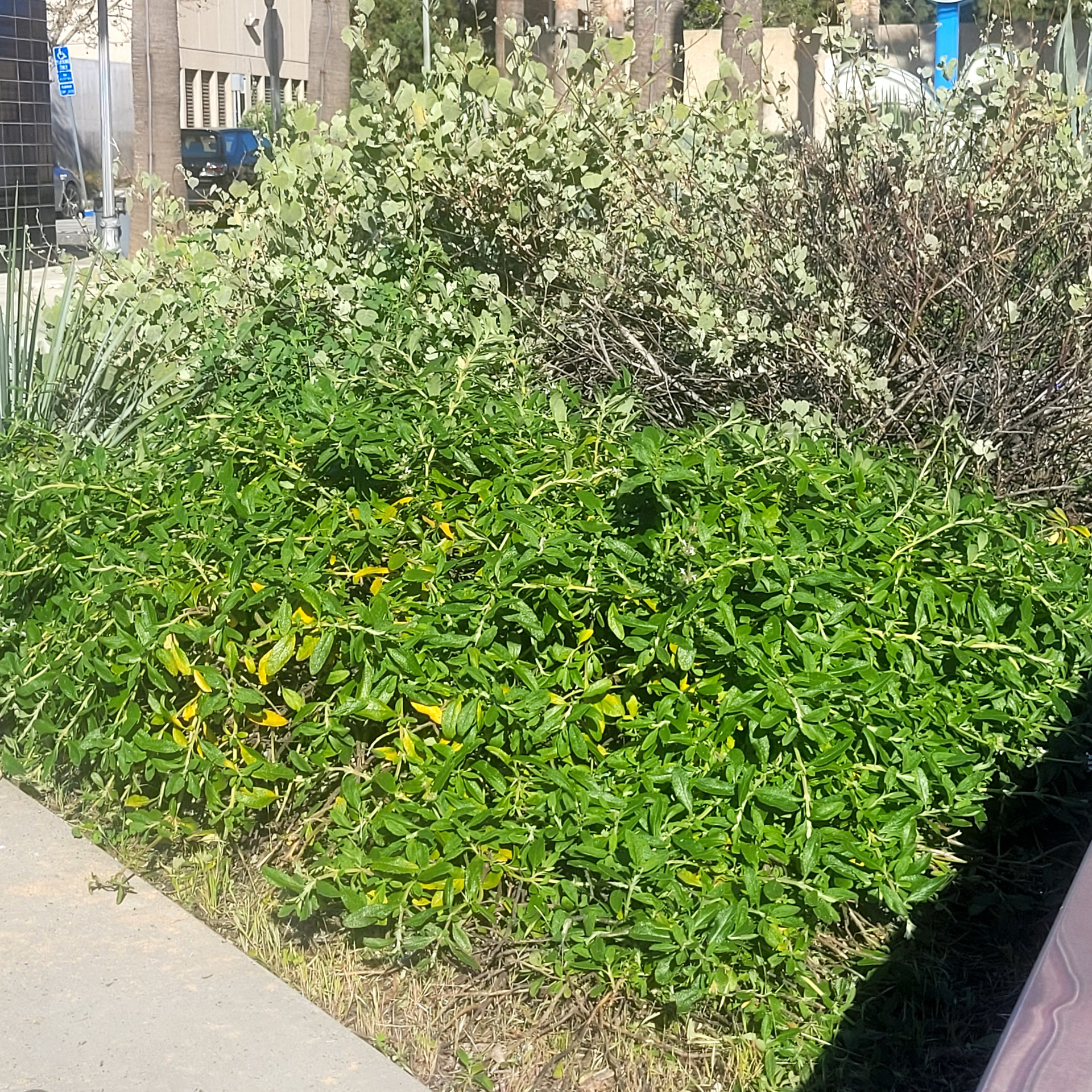 Salvia mellifera 'Terra Seca' (Black Sage Selection)