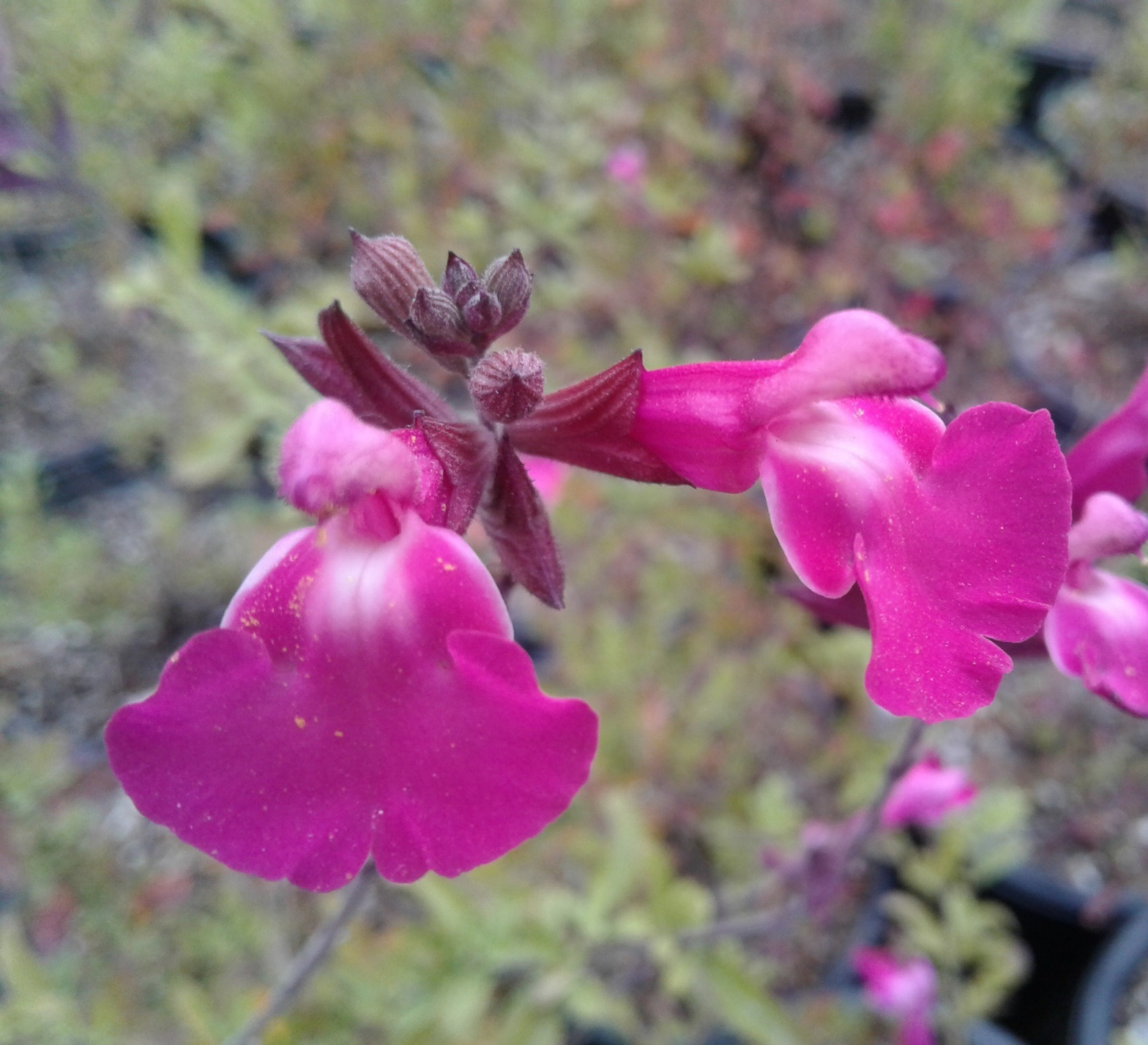 Salvia microphylla x Heatwave™ Blast (PP24,154) (Heatwave™ Sage - Salmon)