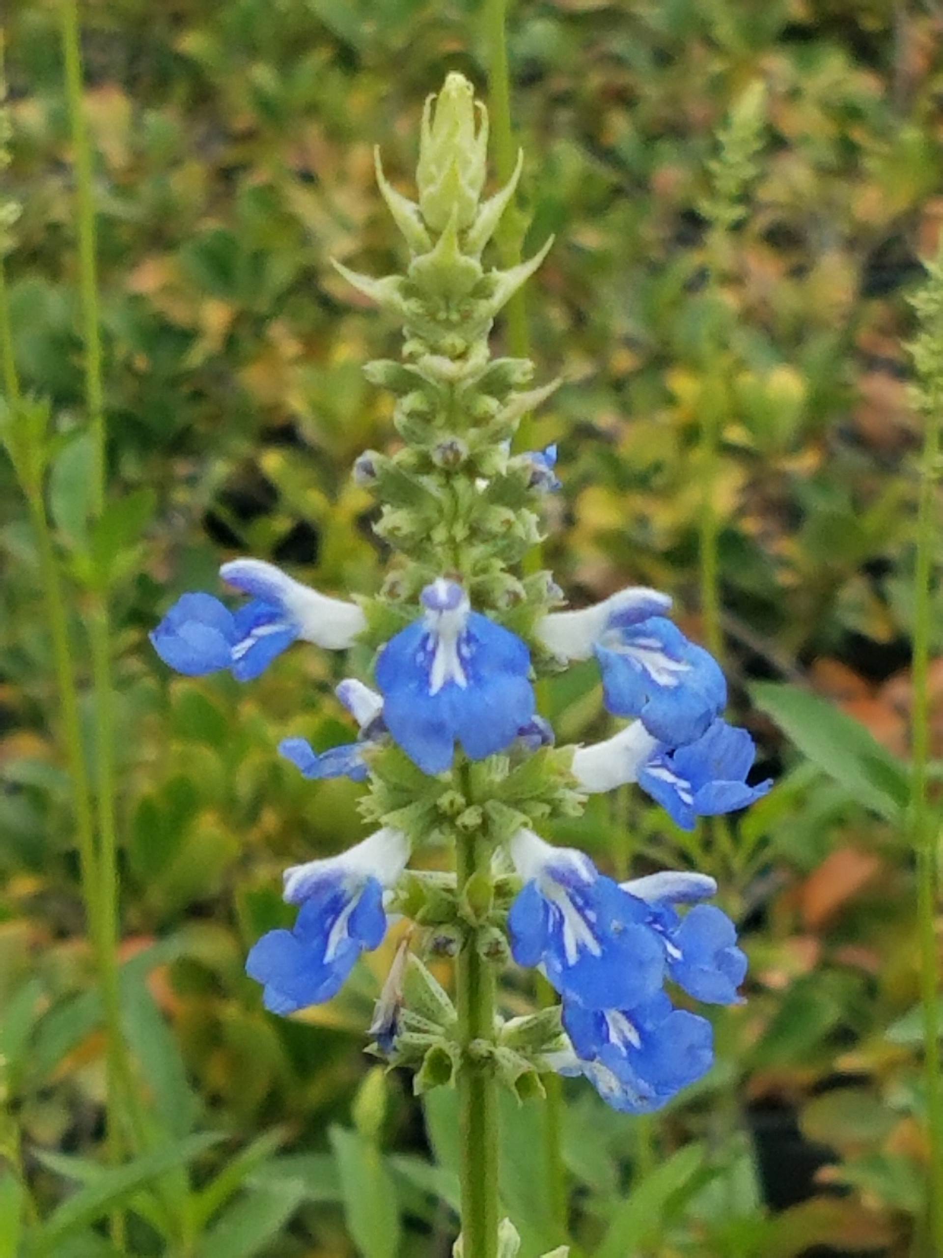 Monardella antonina (San Antonio Hills Coyote Mint)