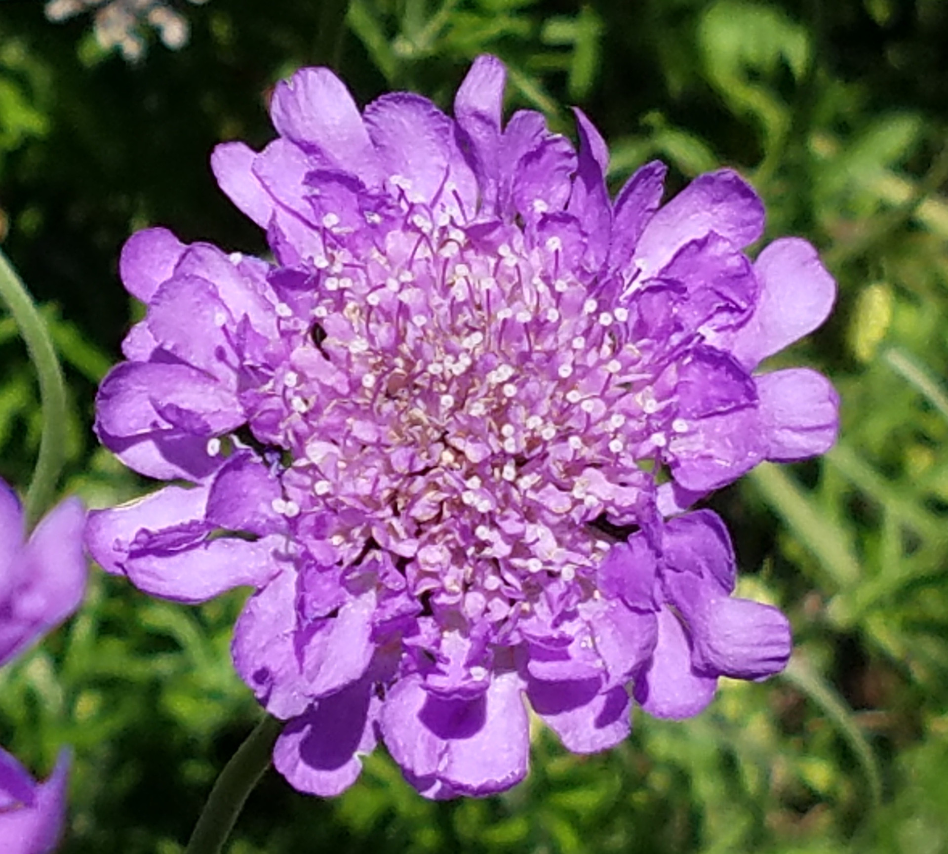 Scabiosa 'Royal Ruby' (Pinchusion Flower - Deep Maroon)
