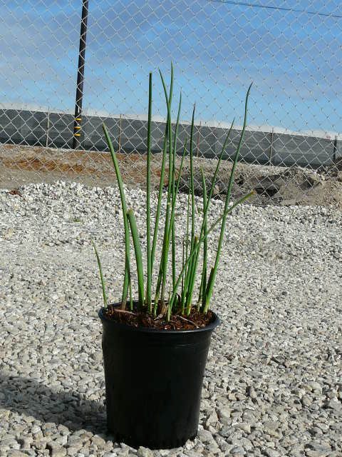 Scirpus acutus (Schoenoplectus acutus) 5g - El Nativo Growers