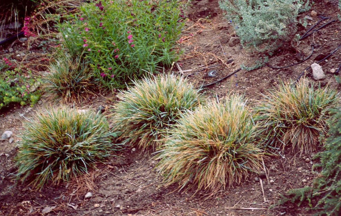 Sesleria caerulea (Blue Moor Grass)