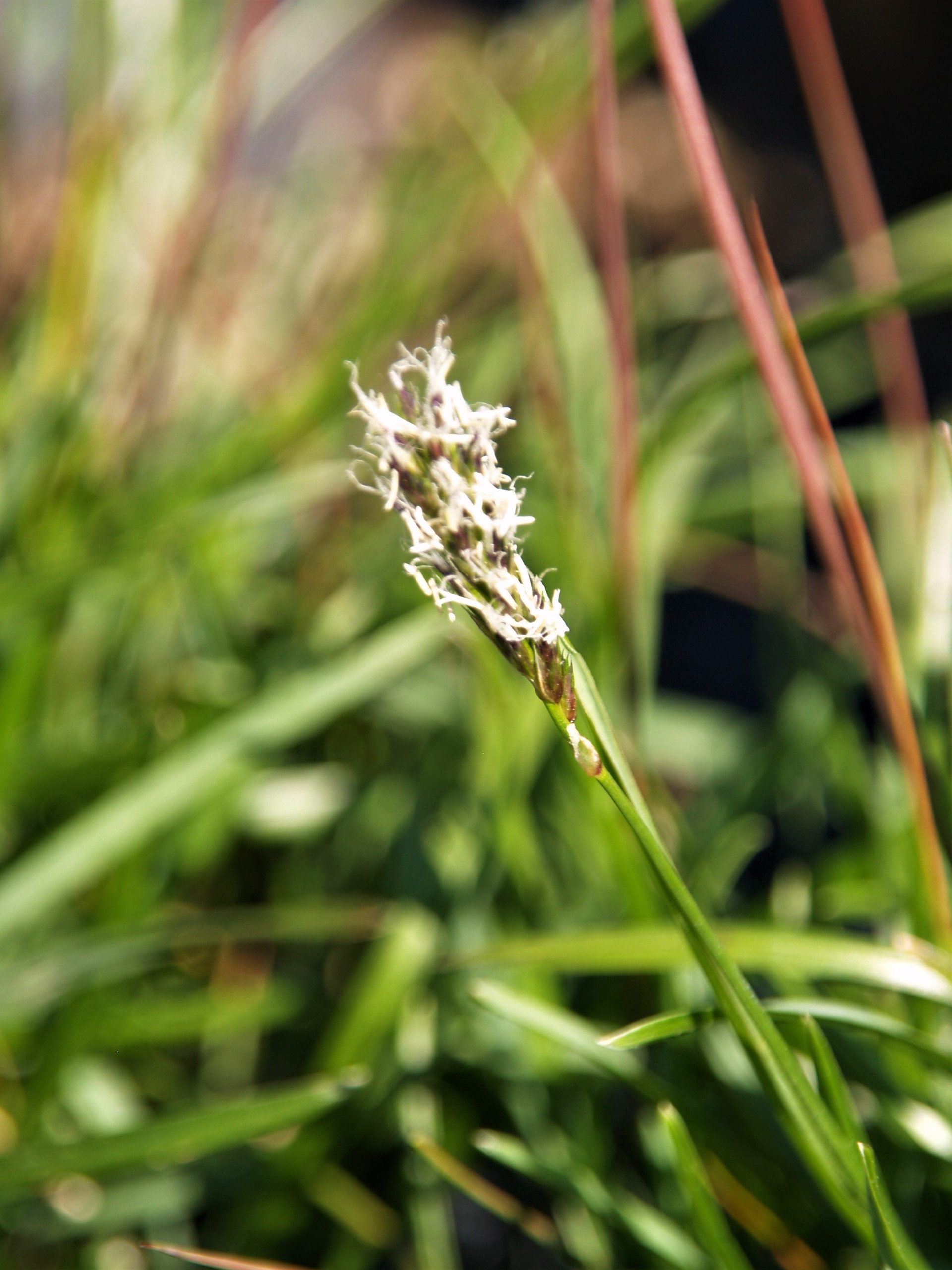Sesleria autumnalis (Autumn Moor Grass)