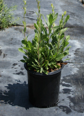 Solidago californica (California Goldenrod)