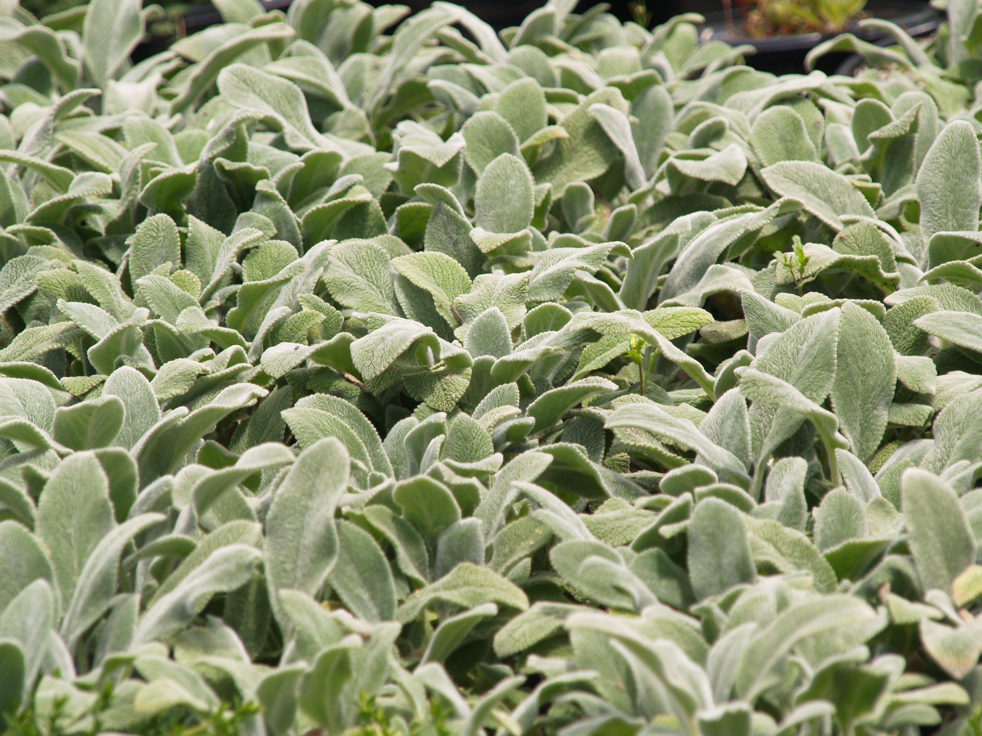 Lessingia filaginifolia ‘Silver Carpet’ (NCN)
