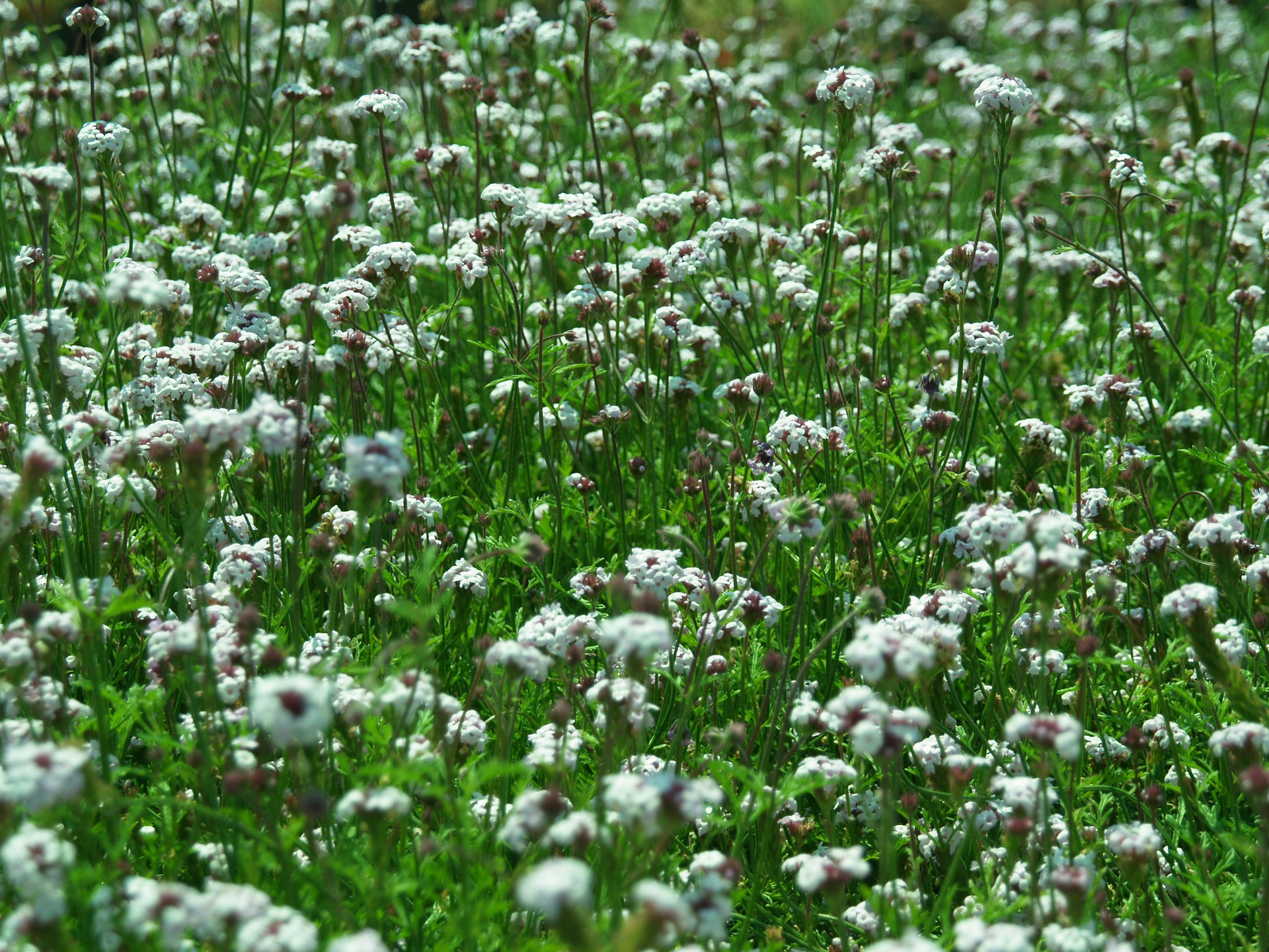 Calylophus drummondii (C. berlandieri) (Sundrops)