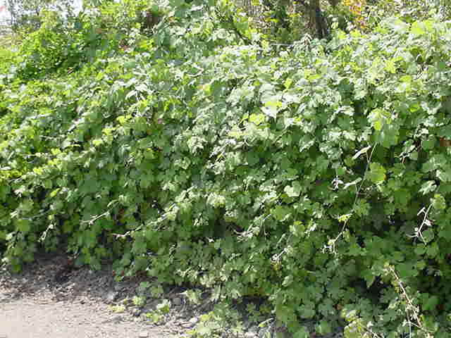 Vitis californica (California Wild Grape)