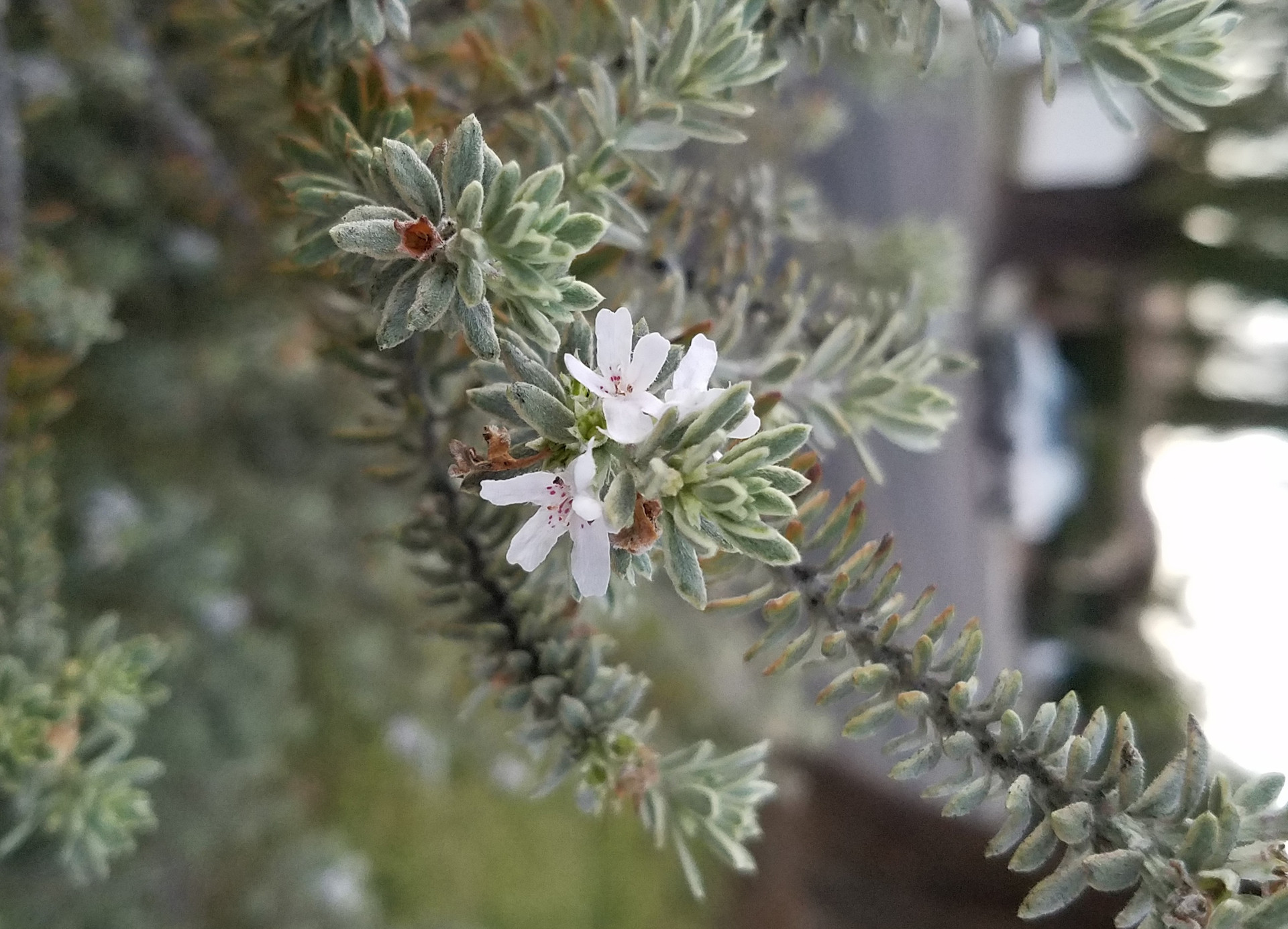 Westringia fruticosa 'Mundi' PPAF (Coast Rosemary Selection)
