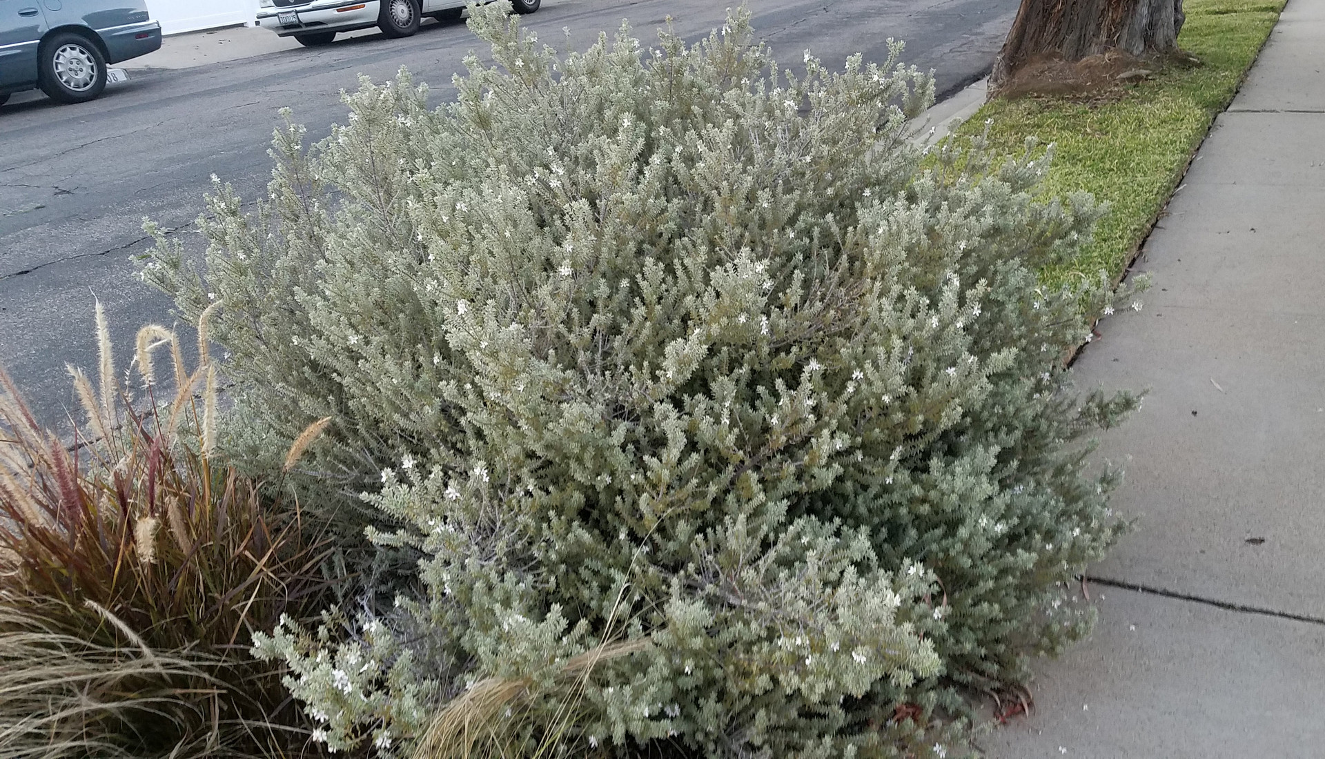 Westringia fruticosa ‘Smokey’ (Variegated Australian Rosemary)