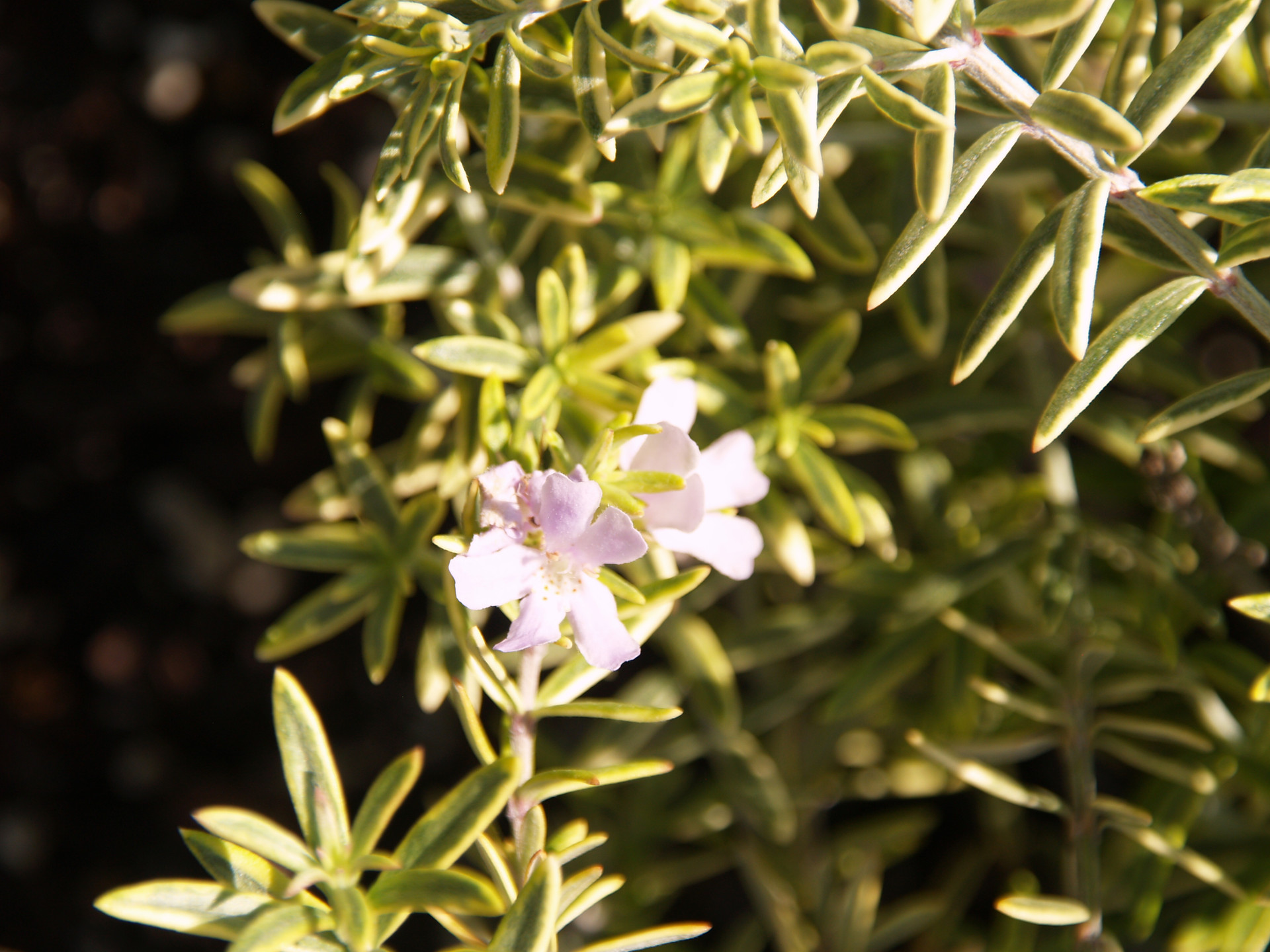 Westringia 'Wynyabbie Highlight' (Australian Rosemary - Bush Variegated)