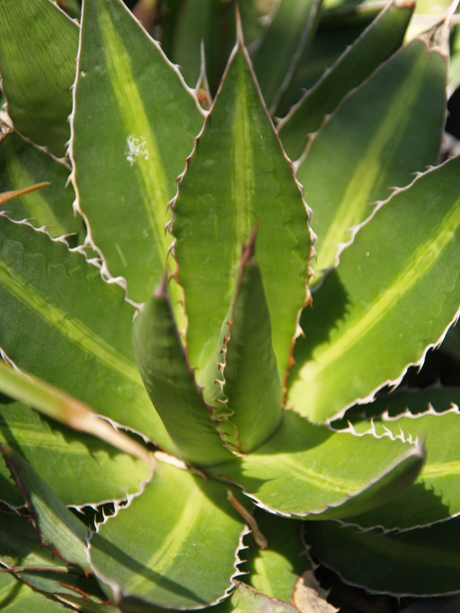 Agave xylonacantha (Saw Leaf Agave)