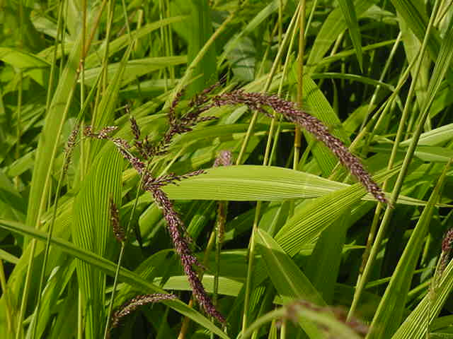 Setaria palmifolia (Palm Grass)