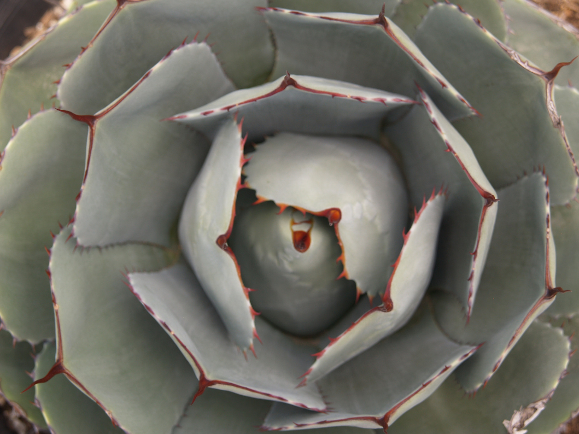 Agave parryi var. truncata (Artichoke Agave)