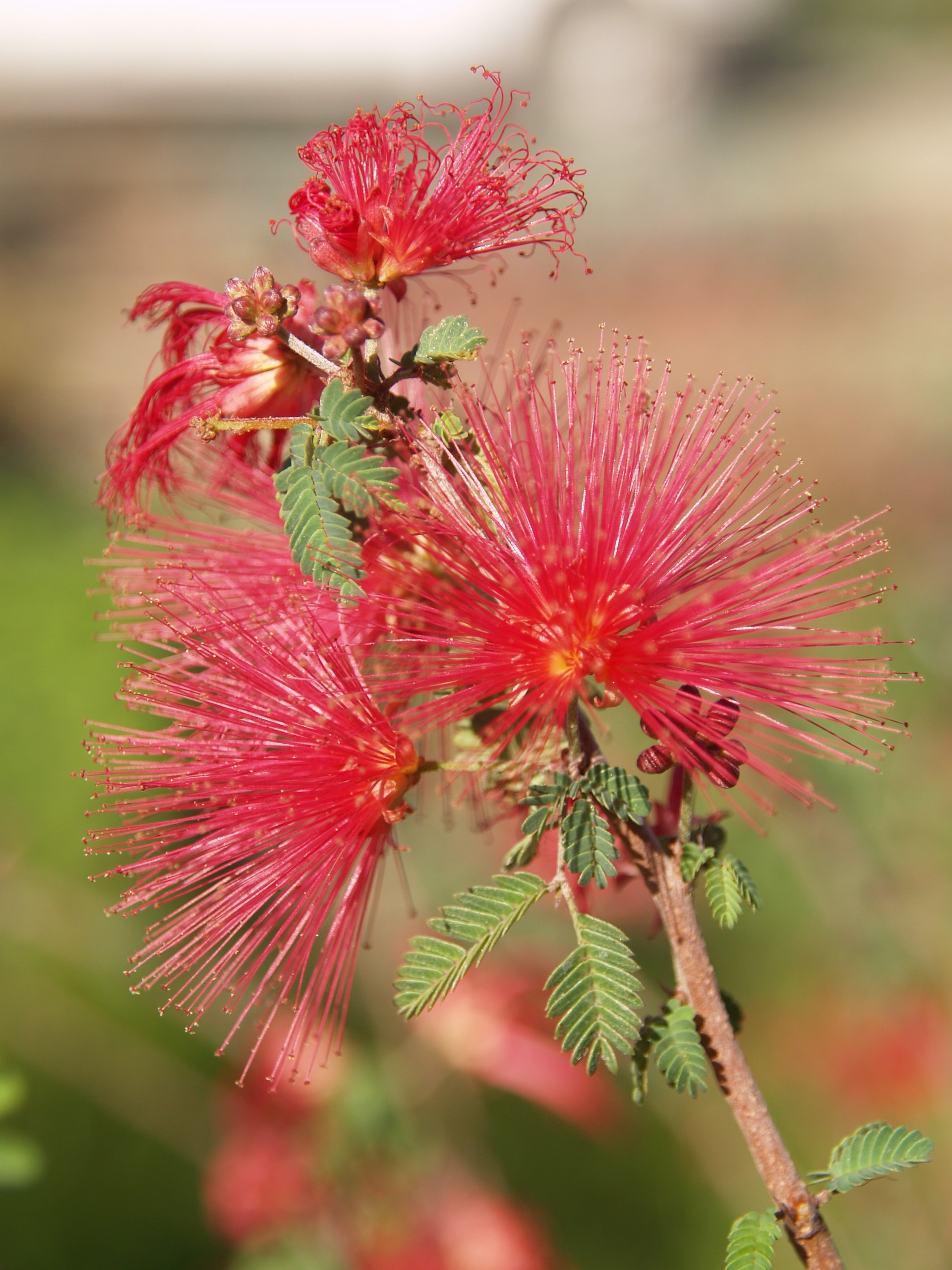 Calliandra californica (Red Fairy Duster)