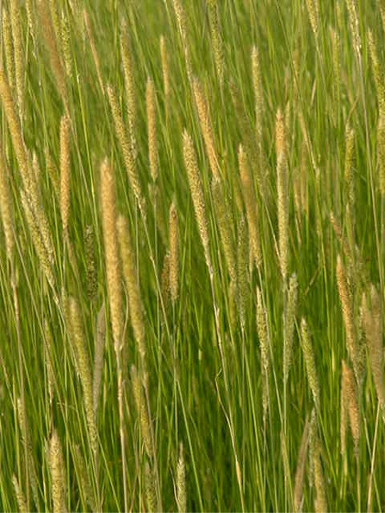 Pennisetum spathiolatum (Slender Veldt Grass)
