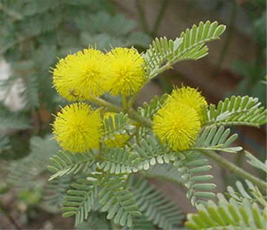 Acacia covenyi (Blue Bush)