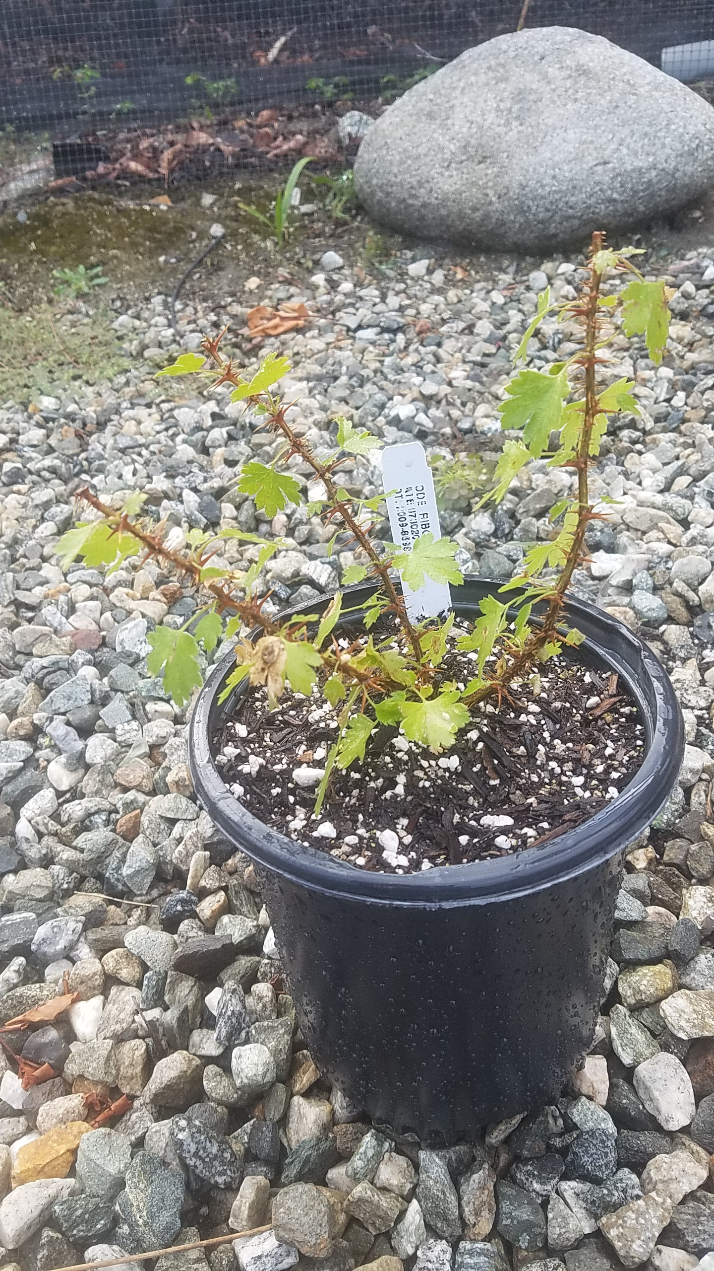 Ribes menziesii (Canyon Gooseberry)