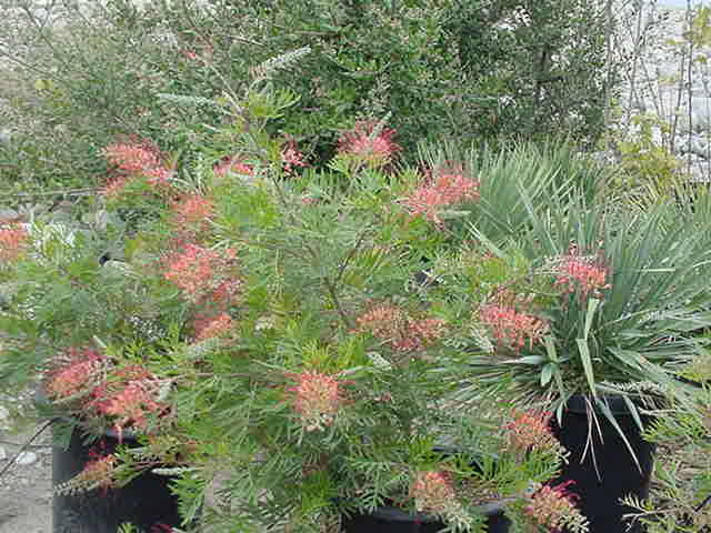 Grevillea 'Ivanhoe' (Grevillea Hybrid)