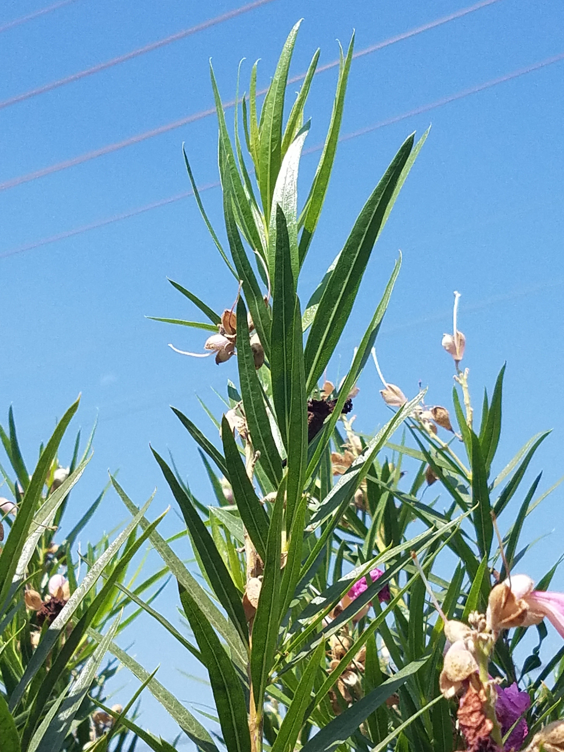 Chilopsis linearis 'Bubba' (Desert Willow Selection)
