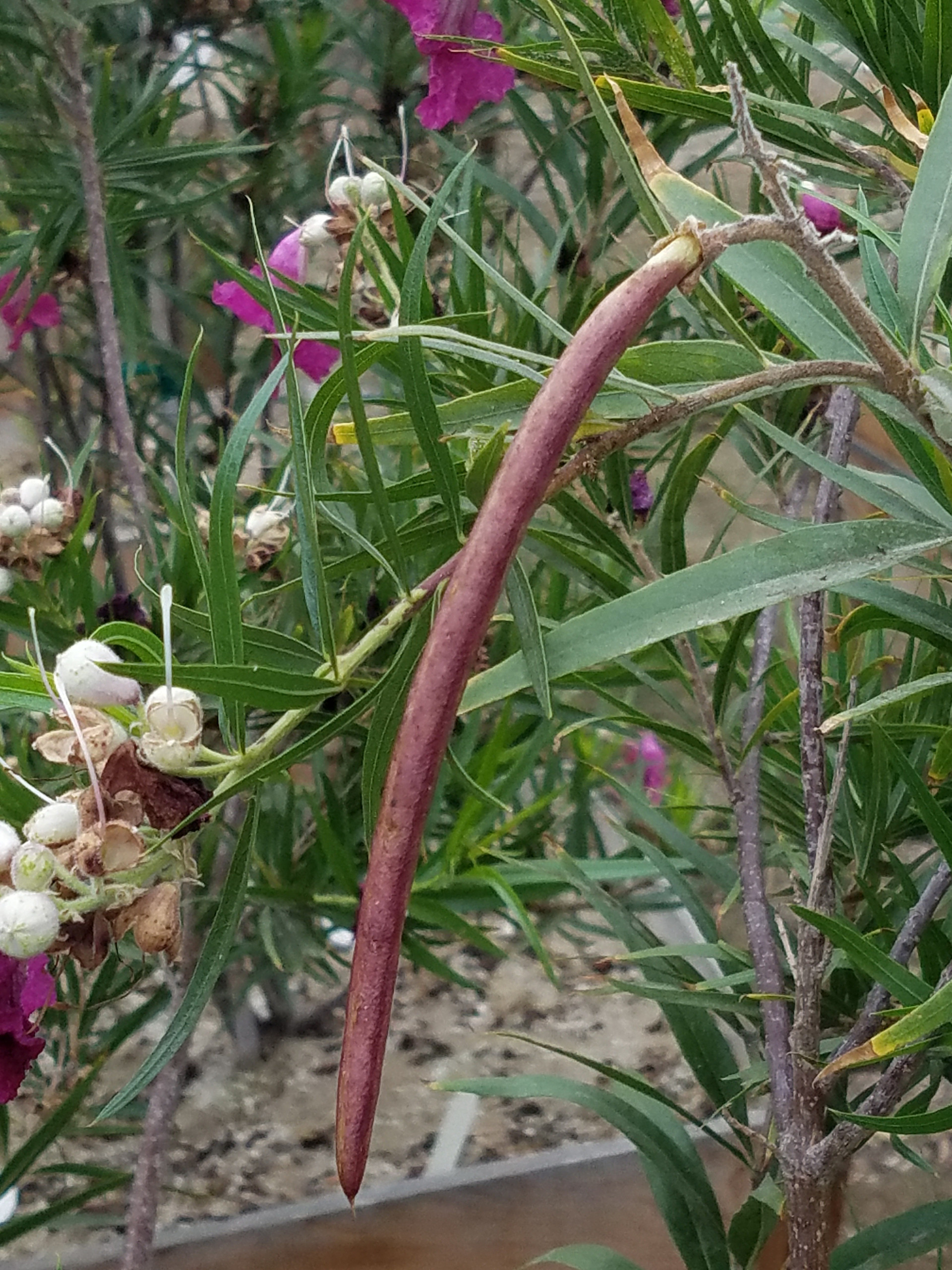 Chilopsis linearis 'Bubba' (Desert Willow Selection)