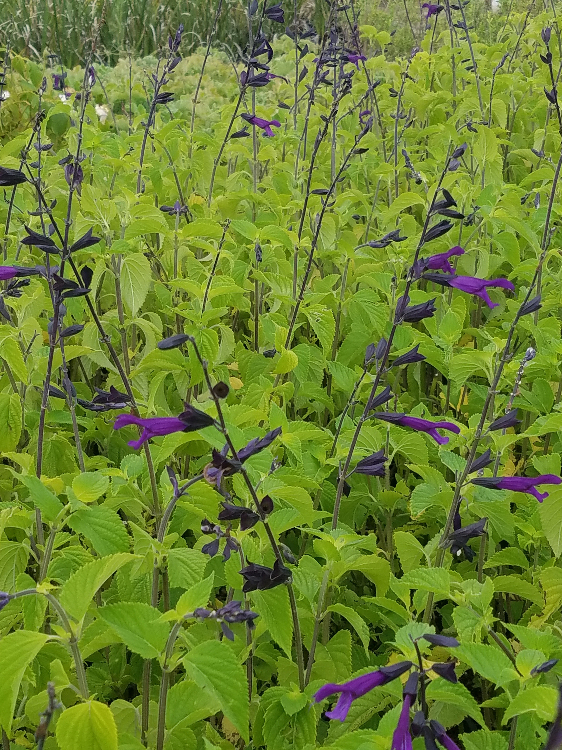 Salvia 'Bee's Bliss' (Creeping Sage Hybrid)
