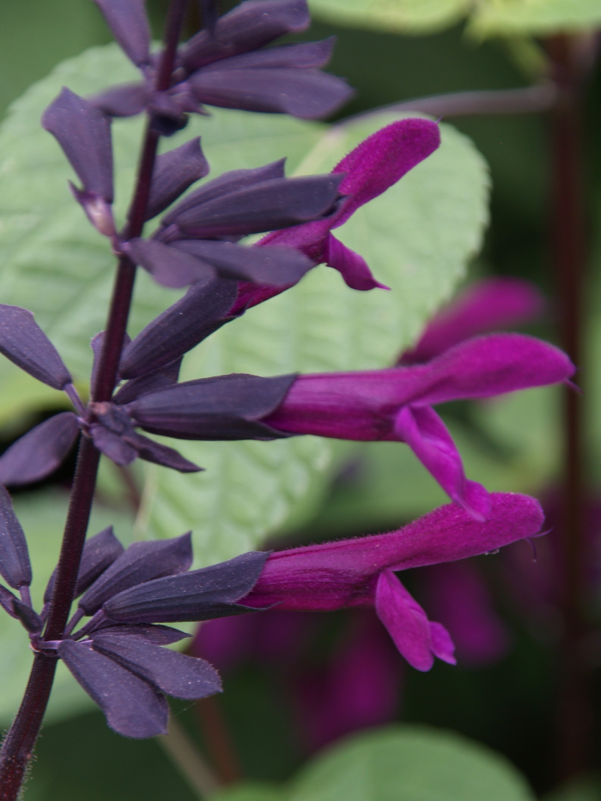 Salvia 'Lemon Light' (PP 24,105) (Autumn Sage- Suncrest Bright Yellow)