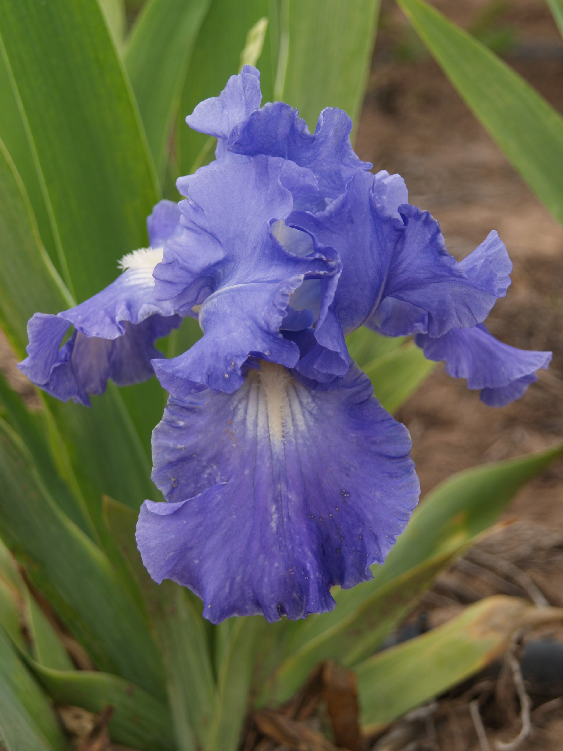 Iris g. 'Violet Turner' (Bearded Iris - Tall, Violet, Deep Purple, rebloom)