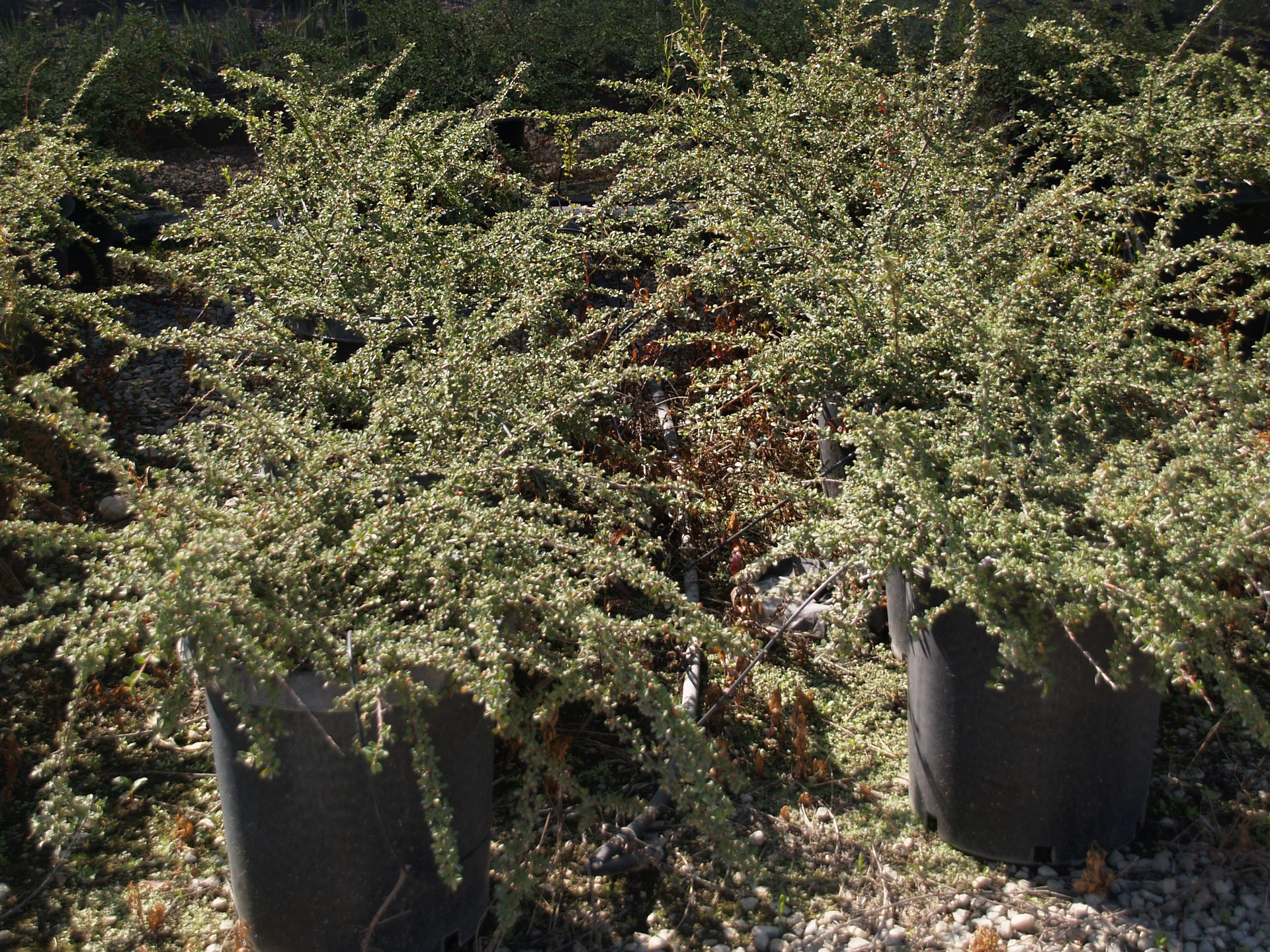Cotoneaster dammeri 'Lowfast' (Bearberry Cotoneaster Selection)