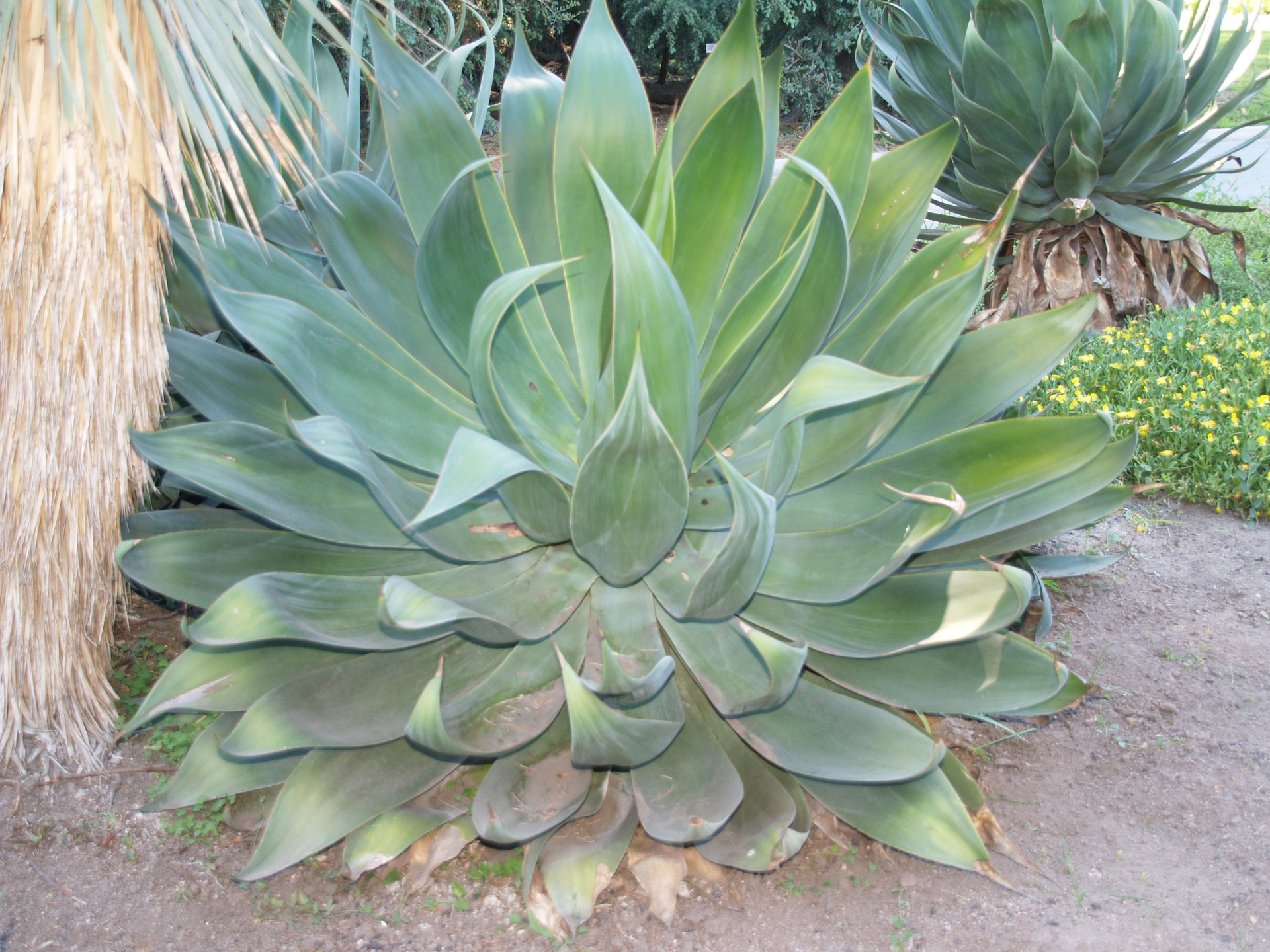 Agave 'Blue Flame' (Blue Flame Agave)