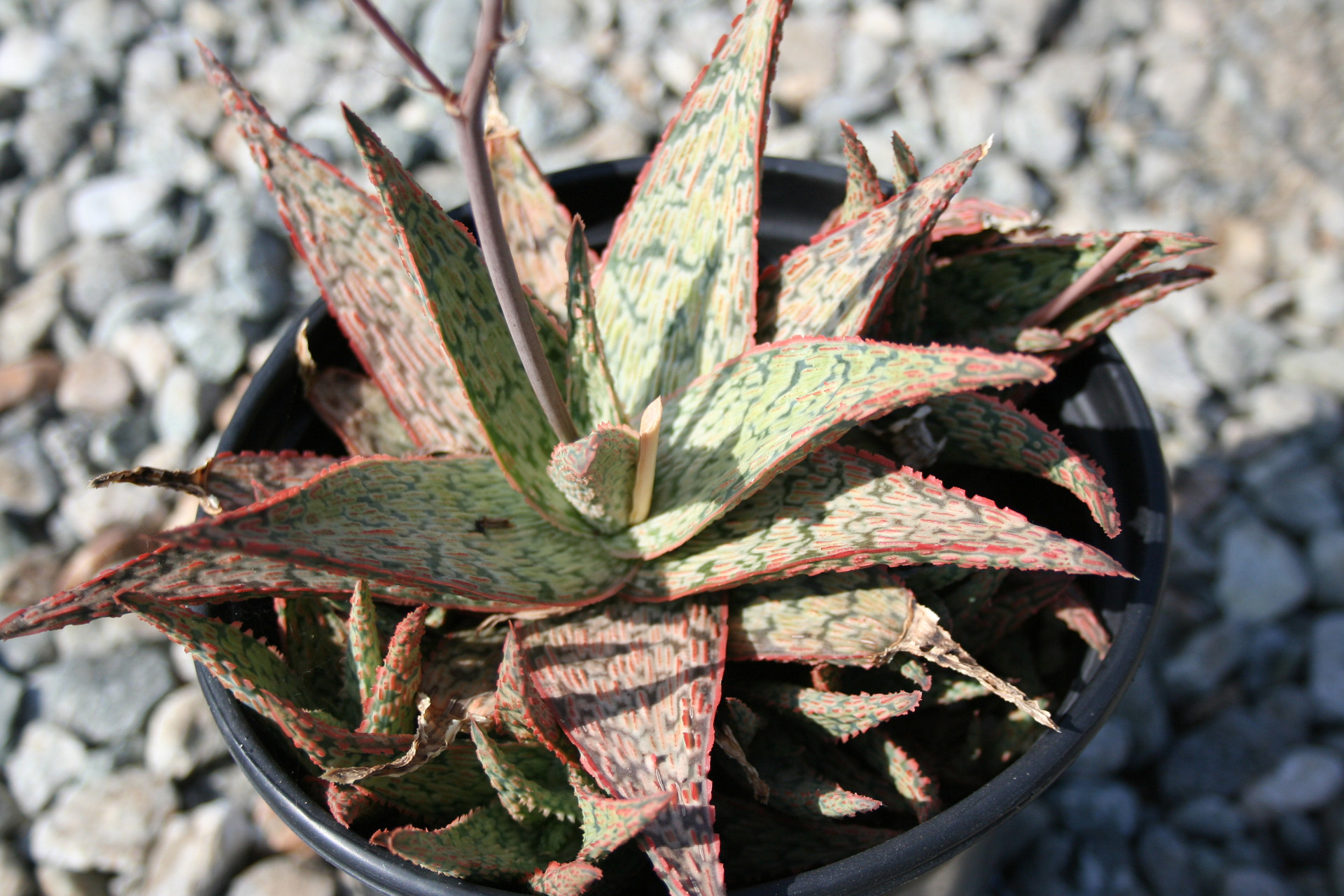 Aloe 'Pink Blush'