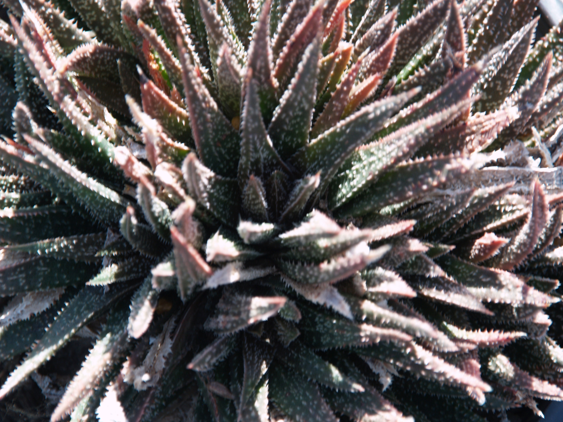 Chondropetalum elephantinum (Large Cape Rush)