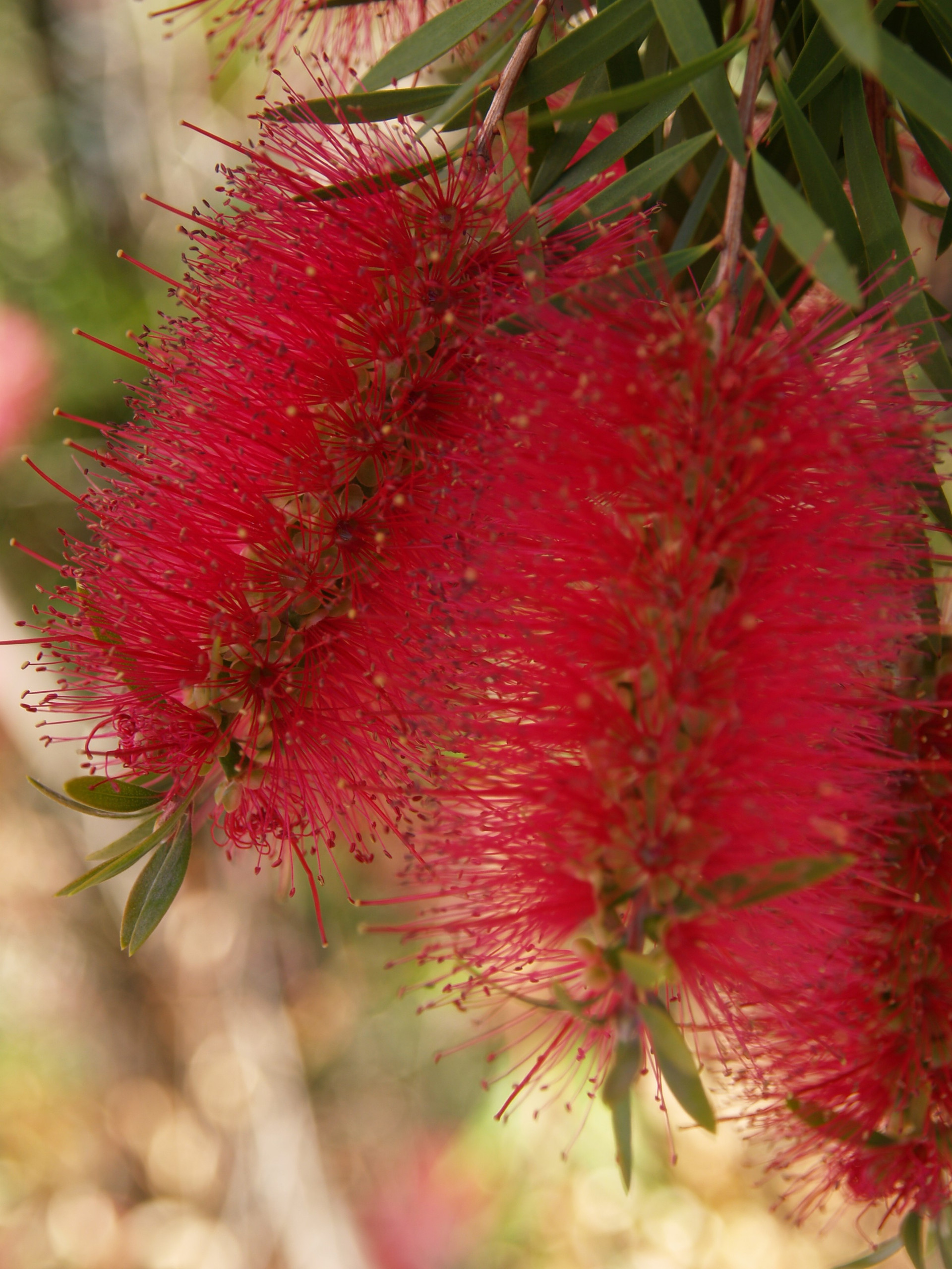 Callistemon 'Neon Pink' Bottle Pop™ (Neon Pink Bottlebrush)