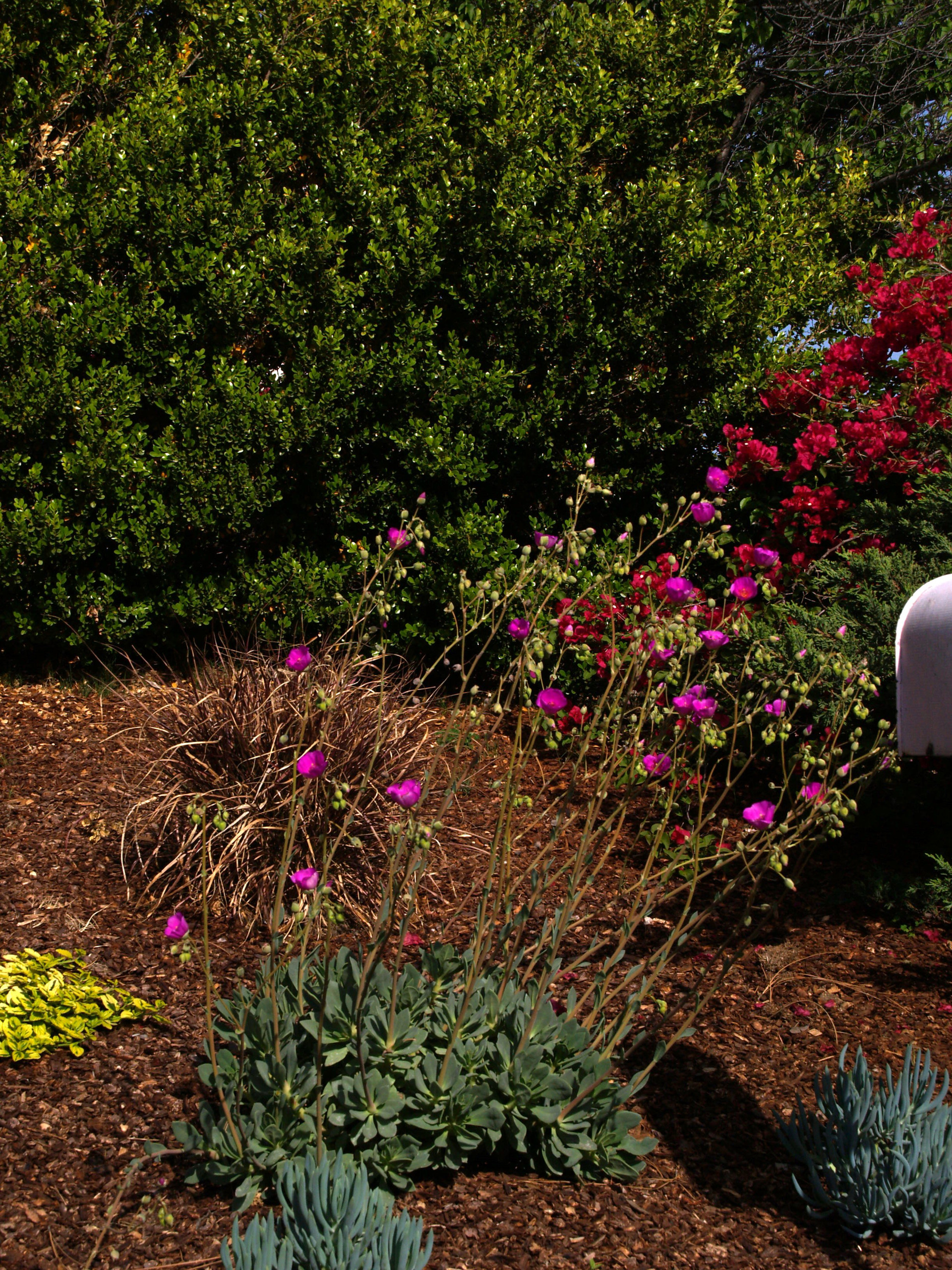 Calandrinia spectabilis (Cistanthe grandiflora) (Rock Purslane)