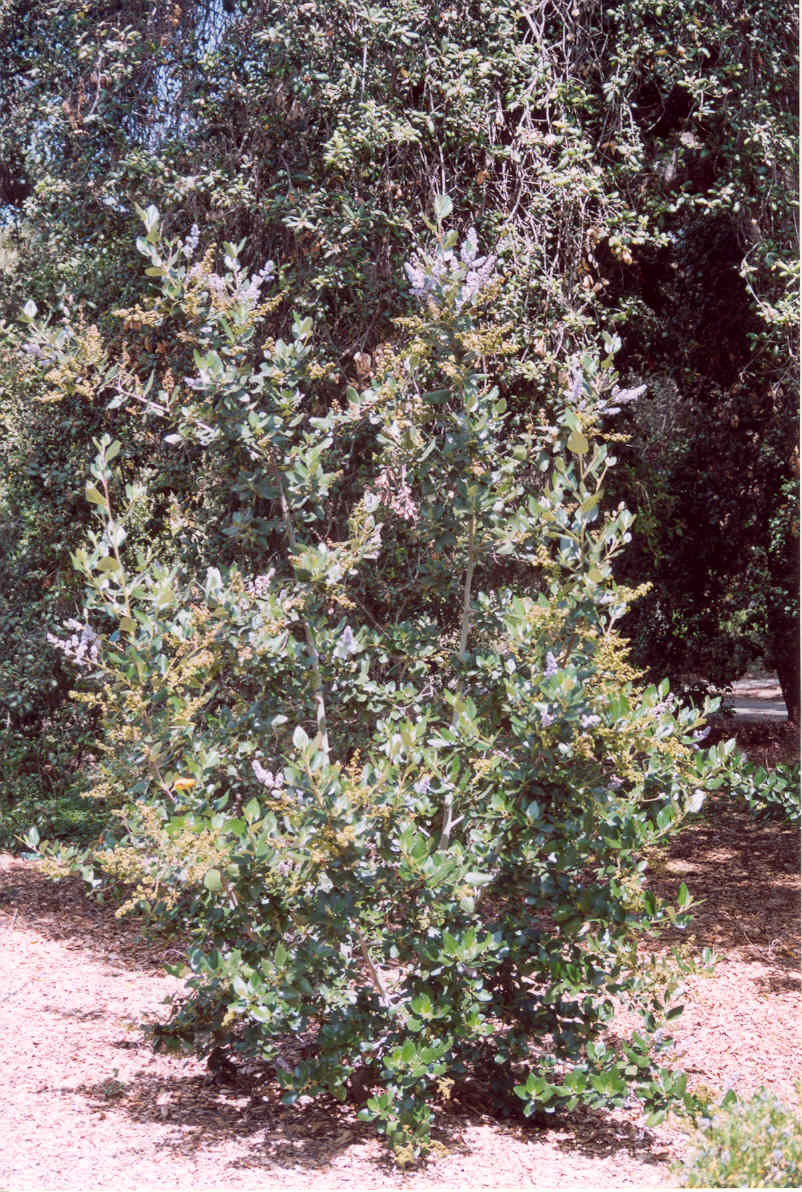 Ceanothus rigidus 'Snowball' (Wild Lilac Selection)