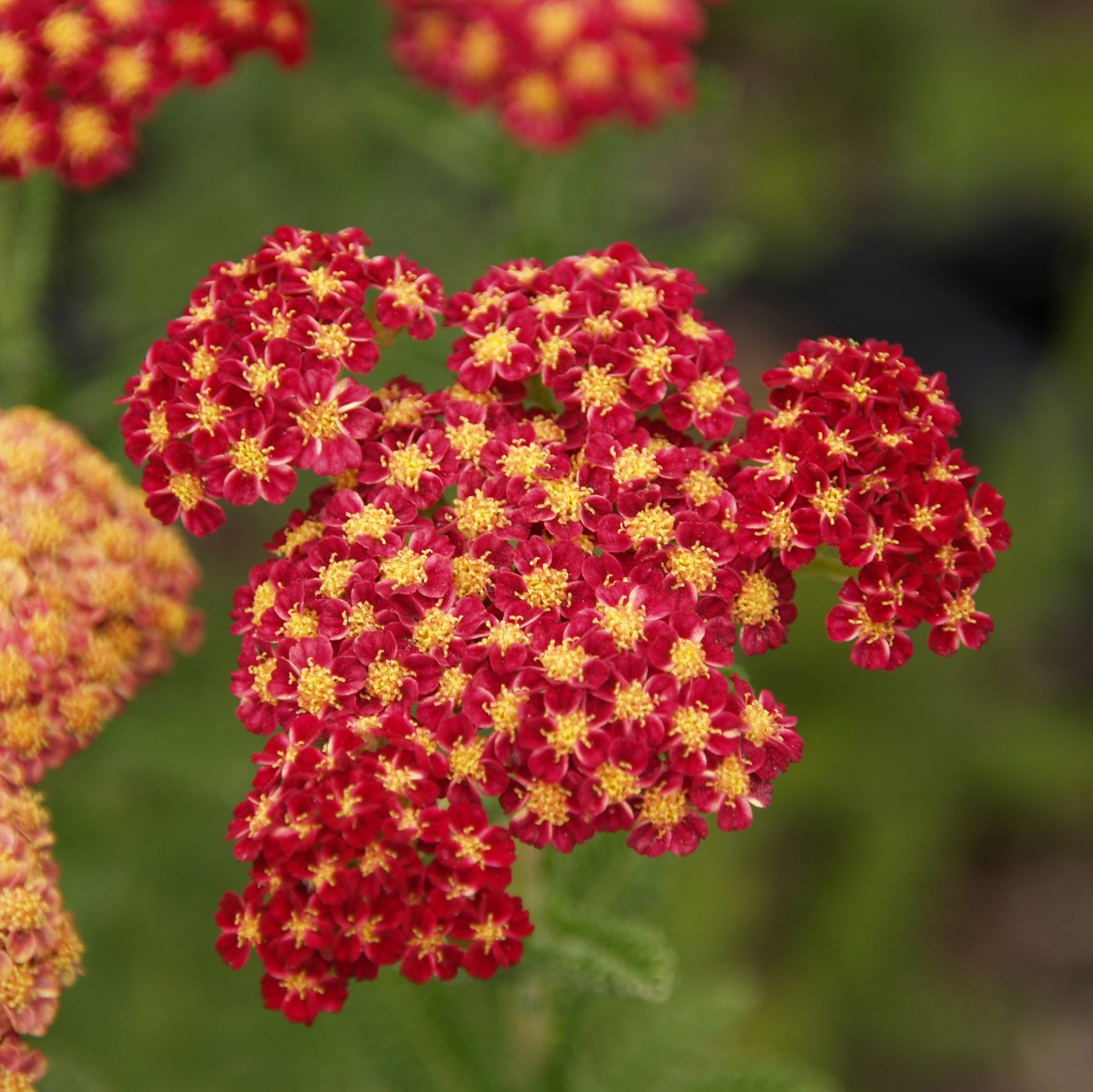 Achillea m. 'Balvinred' New Vintage Red TM (PP 25,618) (Yarrow - New ...