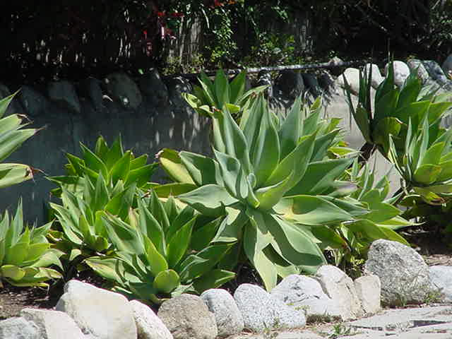 Agave attenuata 'Boutin Blue' (Foxtail Agave Selection)