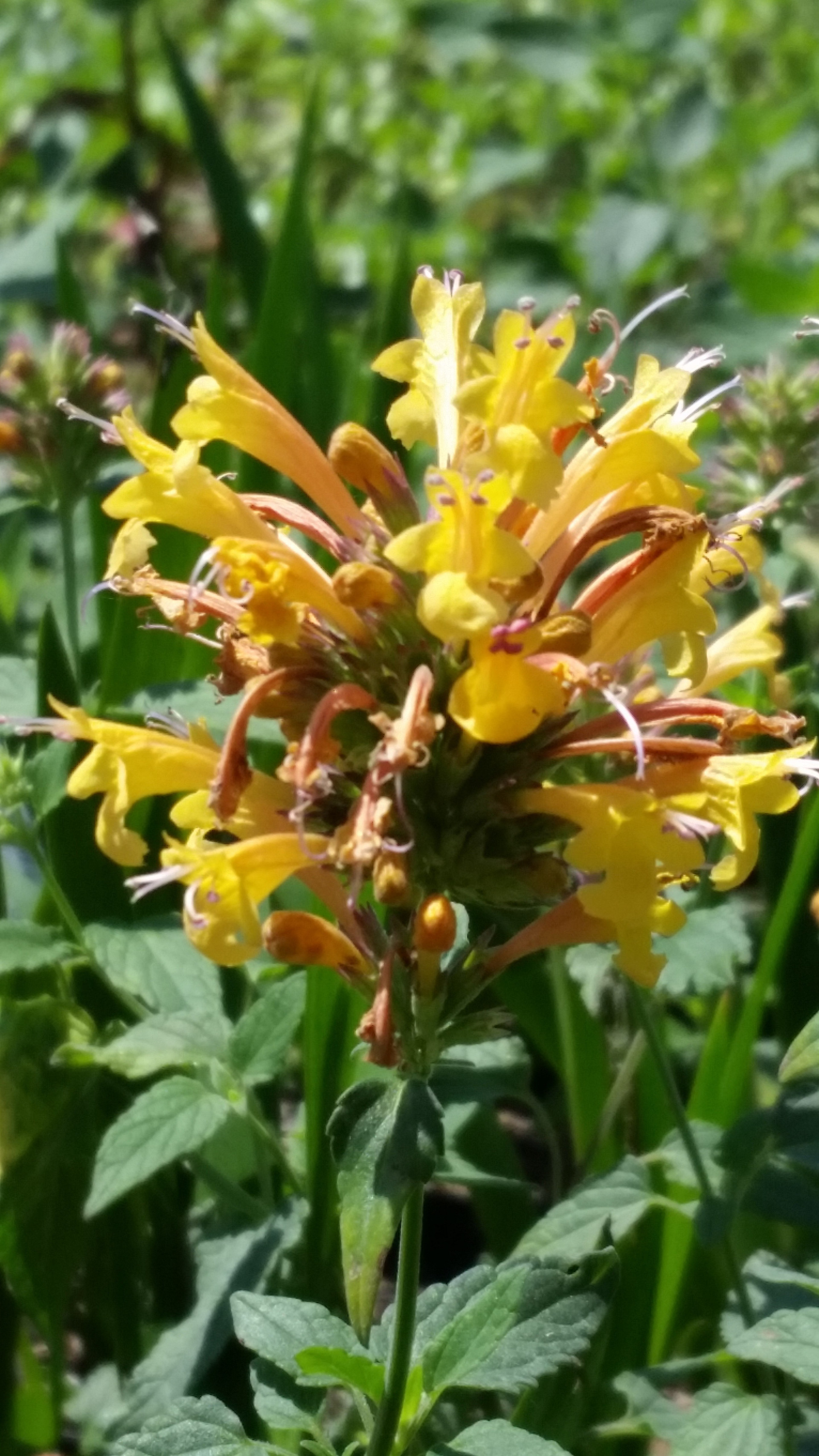Agastache 'Kudos Yellow' PP26,563 (Dwarf Hummingbird Mint - Yellow)