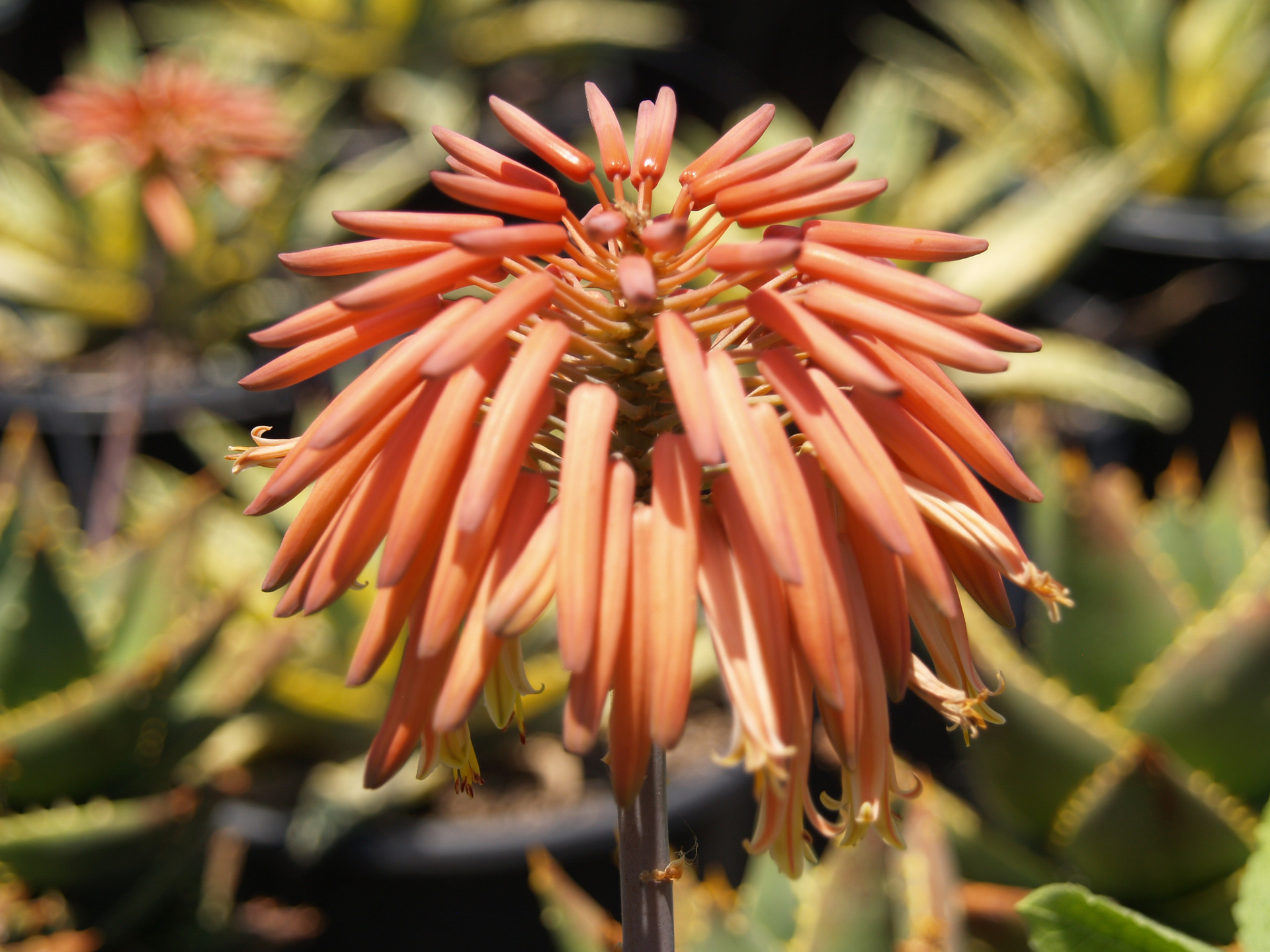 Aloe ciliaris (Climbing Aloe)