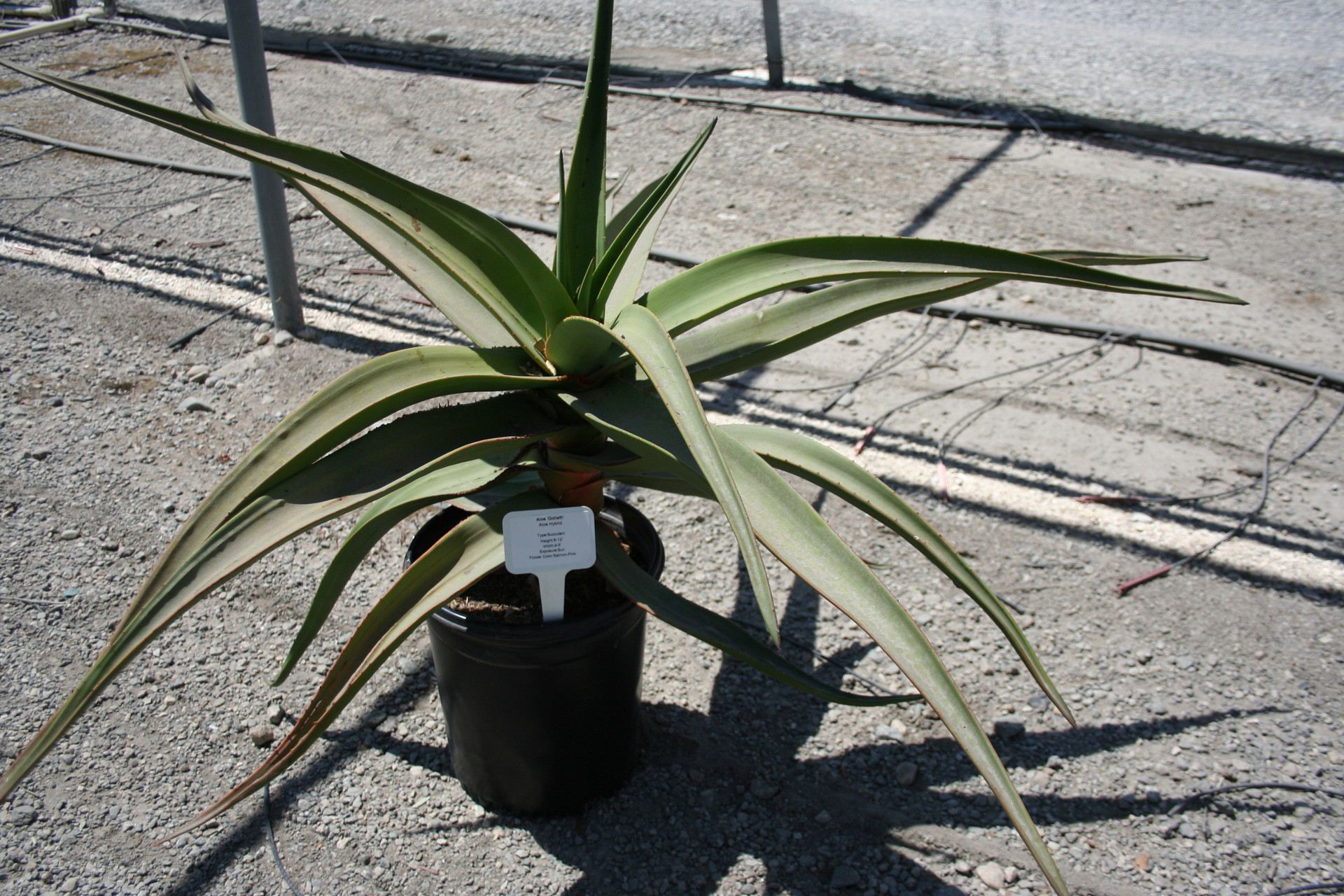 Aloe 'Johnson's Hybrid' (NCN)