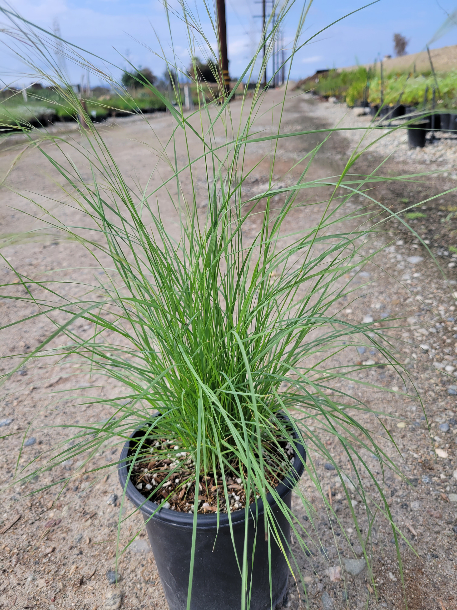 Aristida purpurea (Purple Three Awn)