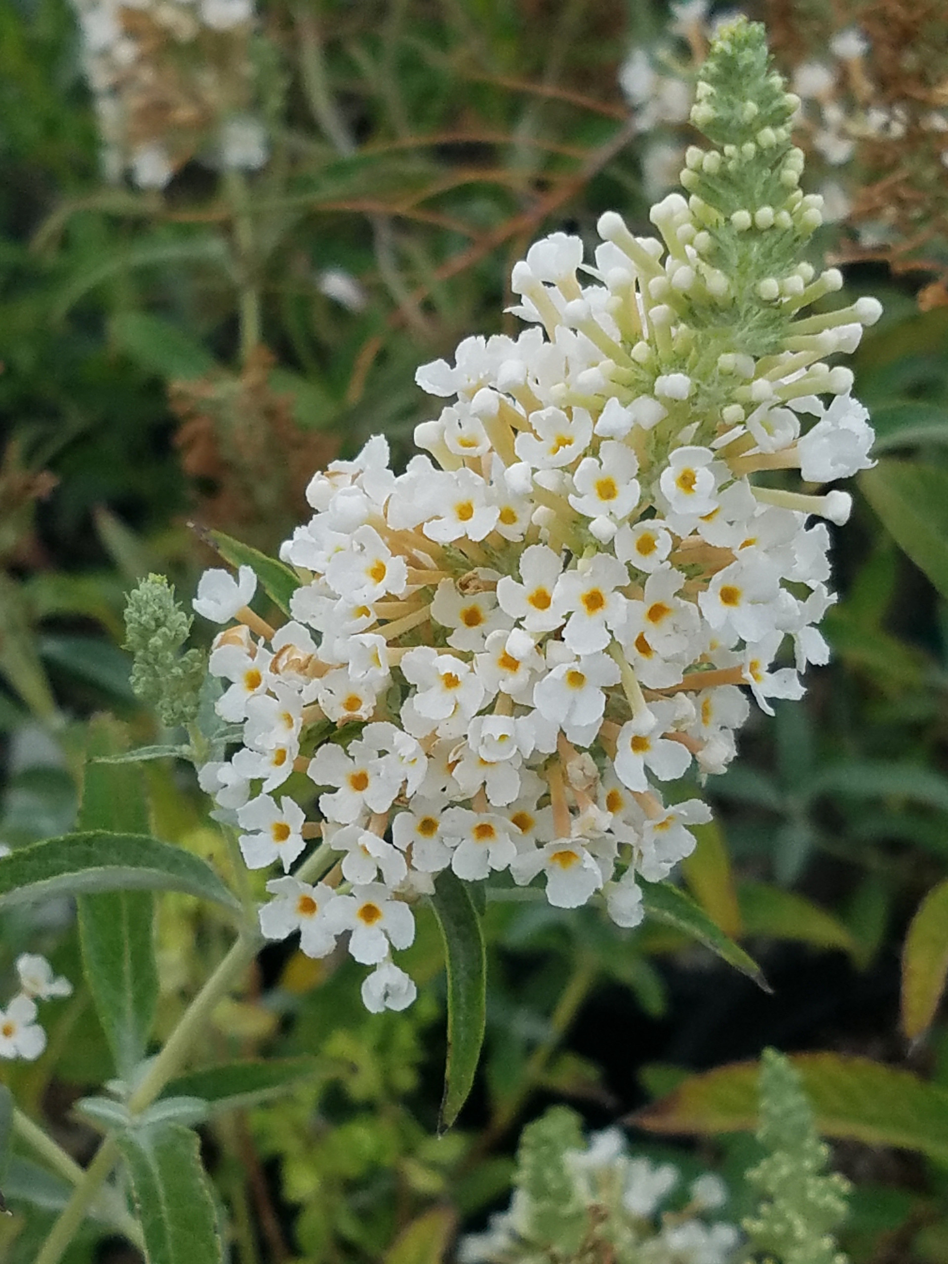 Buddleia 'Lochinch' (Butterfly Bush Hybrid)