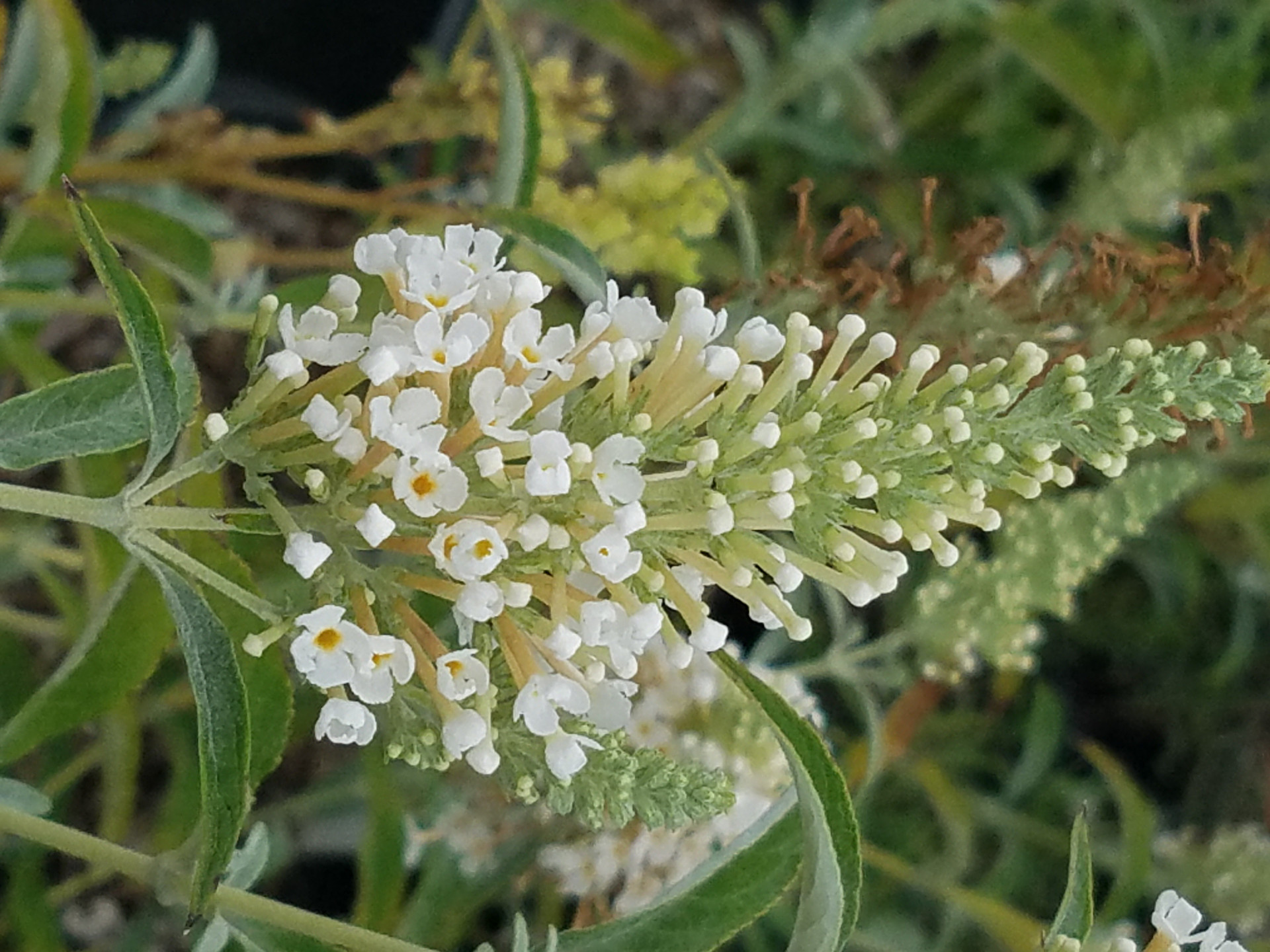 Buddleia 'Buzz™ Ivory' (Dwarf Butterfly Bush - White)
