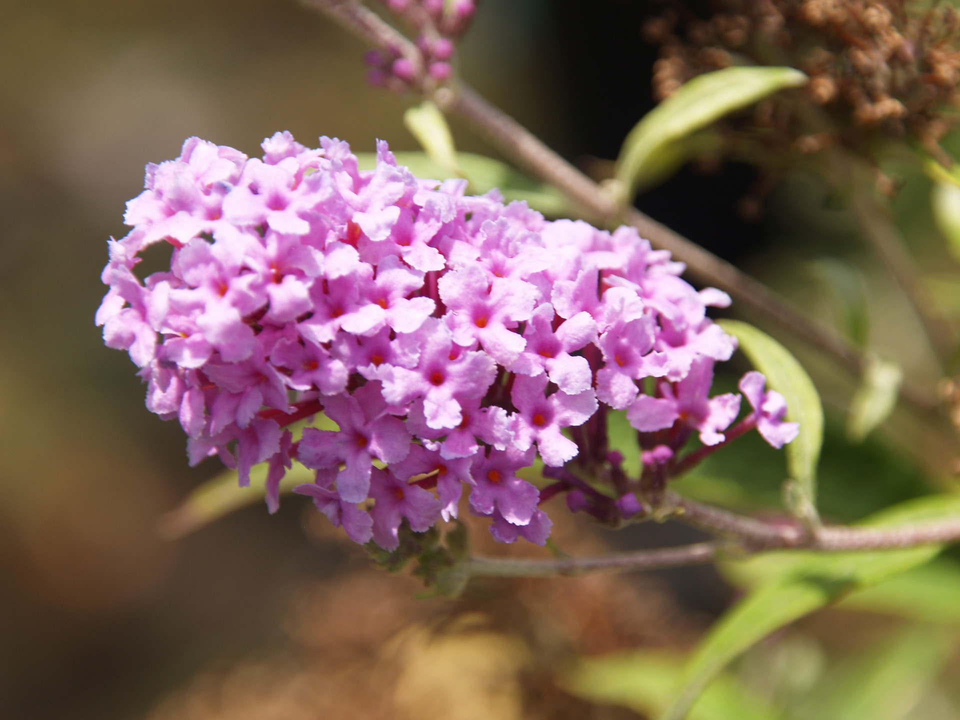 Buddleia 'Buzz™ Lavender' (Dwarf Butterfly Bush)