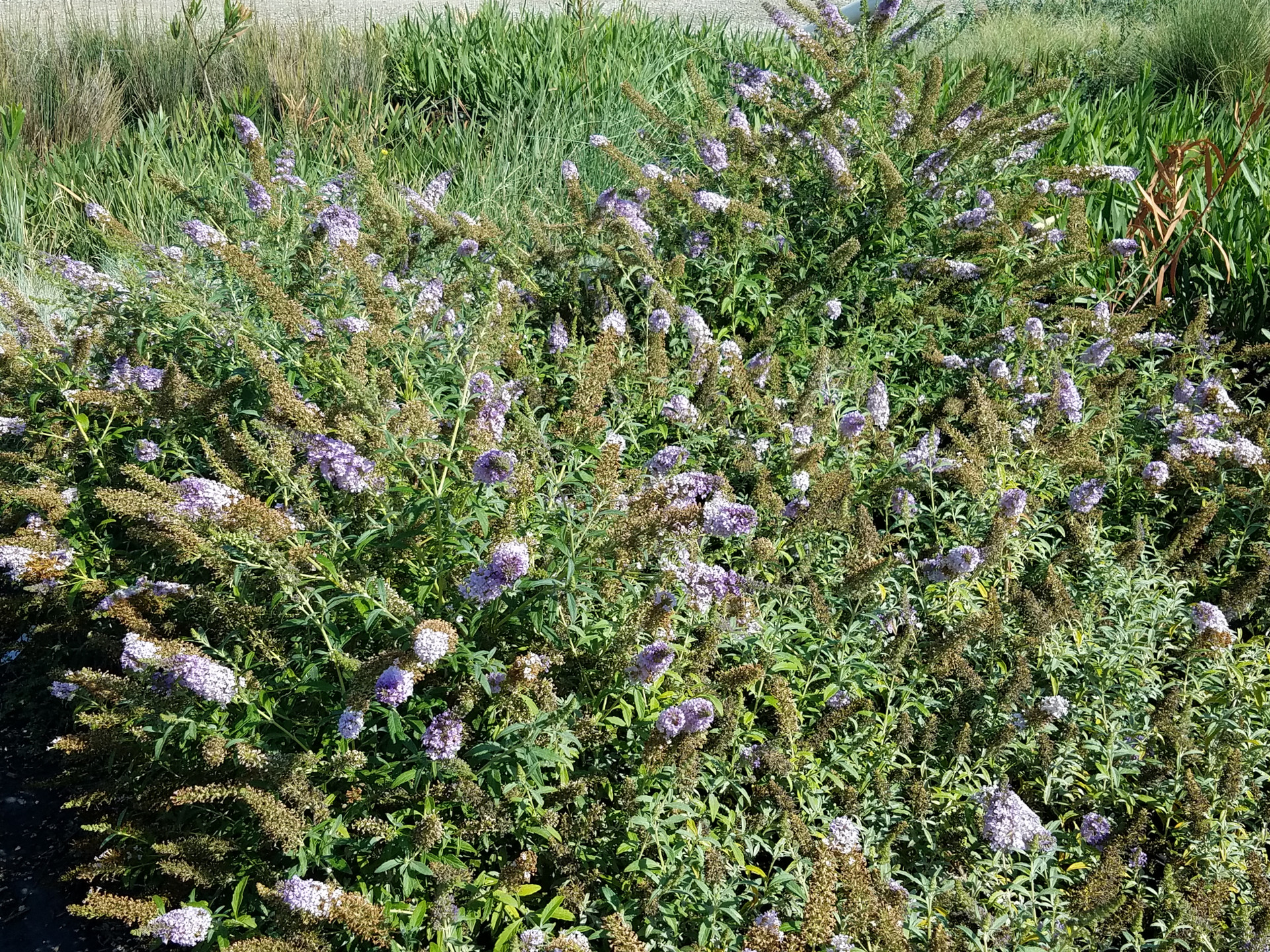 Buddleia 'Buzz™ Lavender' (Dwarf Butterfly Bush)