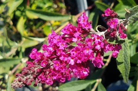 Buddleia 'Buzz™ Velvet' (Dwarf Butterfly Bush)