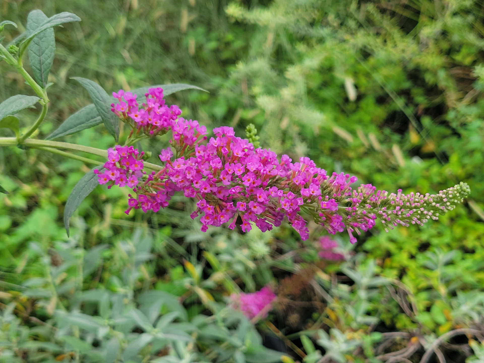 Buddleia 'Buzz™ Lavender' (Dwarf Butterfly Bush)