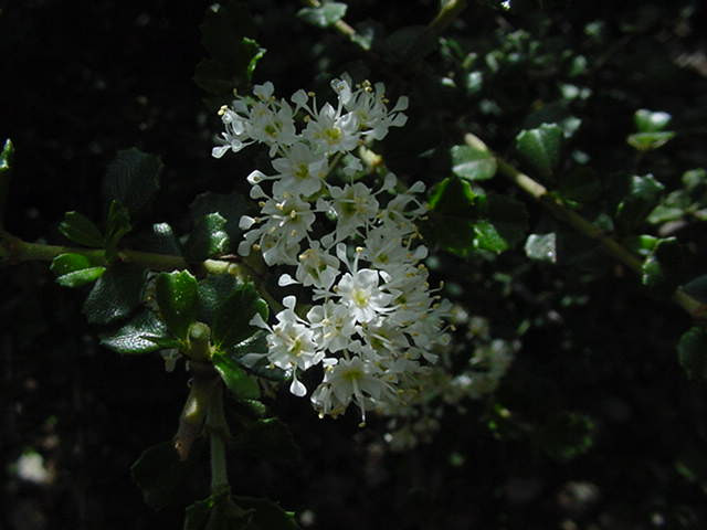 Ceanothus rigidus 'Snowball' (Wild Lilac Selection)