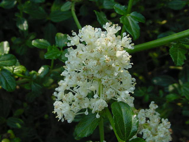 Ceanothus thyrsiflorus ‘Snow Flurry’ (Wild Lilac Selection)
